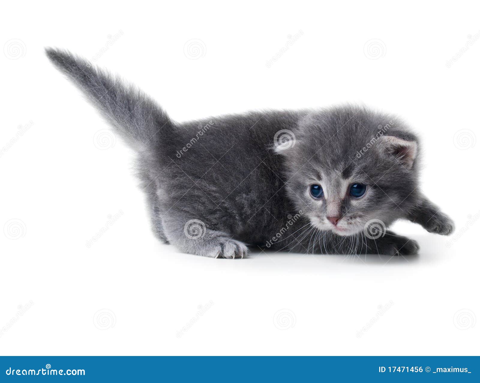Kitten isolated stock photo. Image of studio, face, playful - 17471456