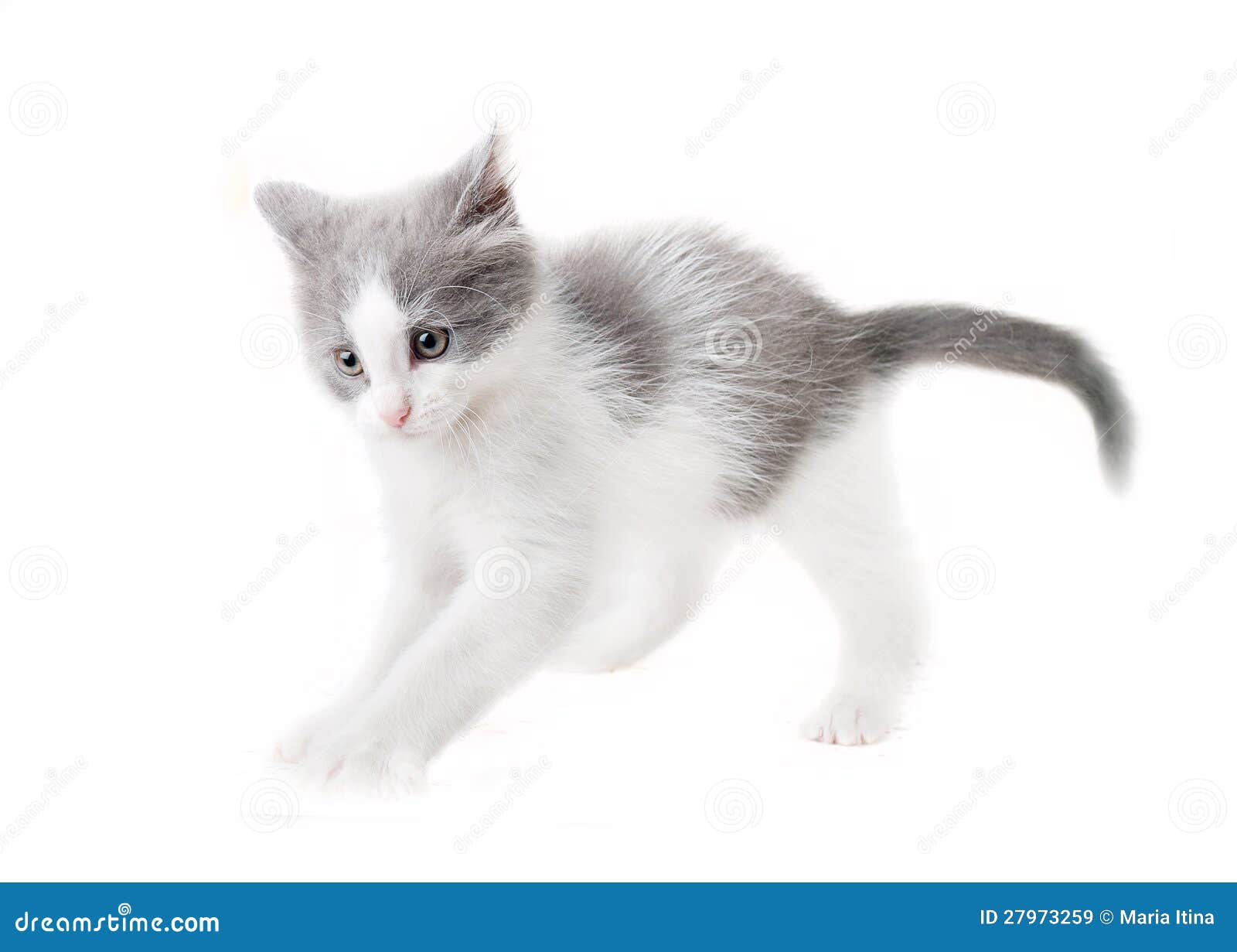 Kitten isolated stock image. Image of space, attention - 27973259