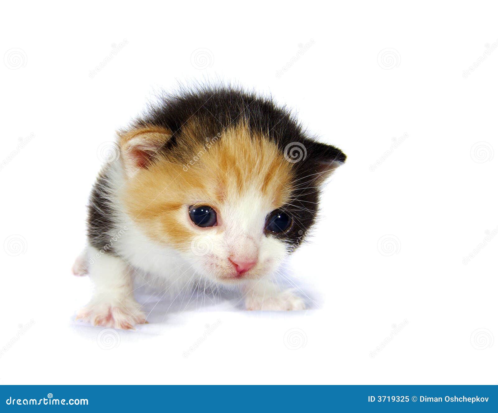 Kitten isolated stock image. Image of black, carnivore - 3719325