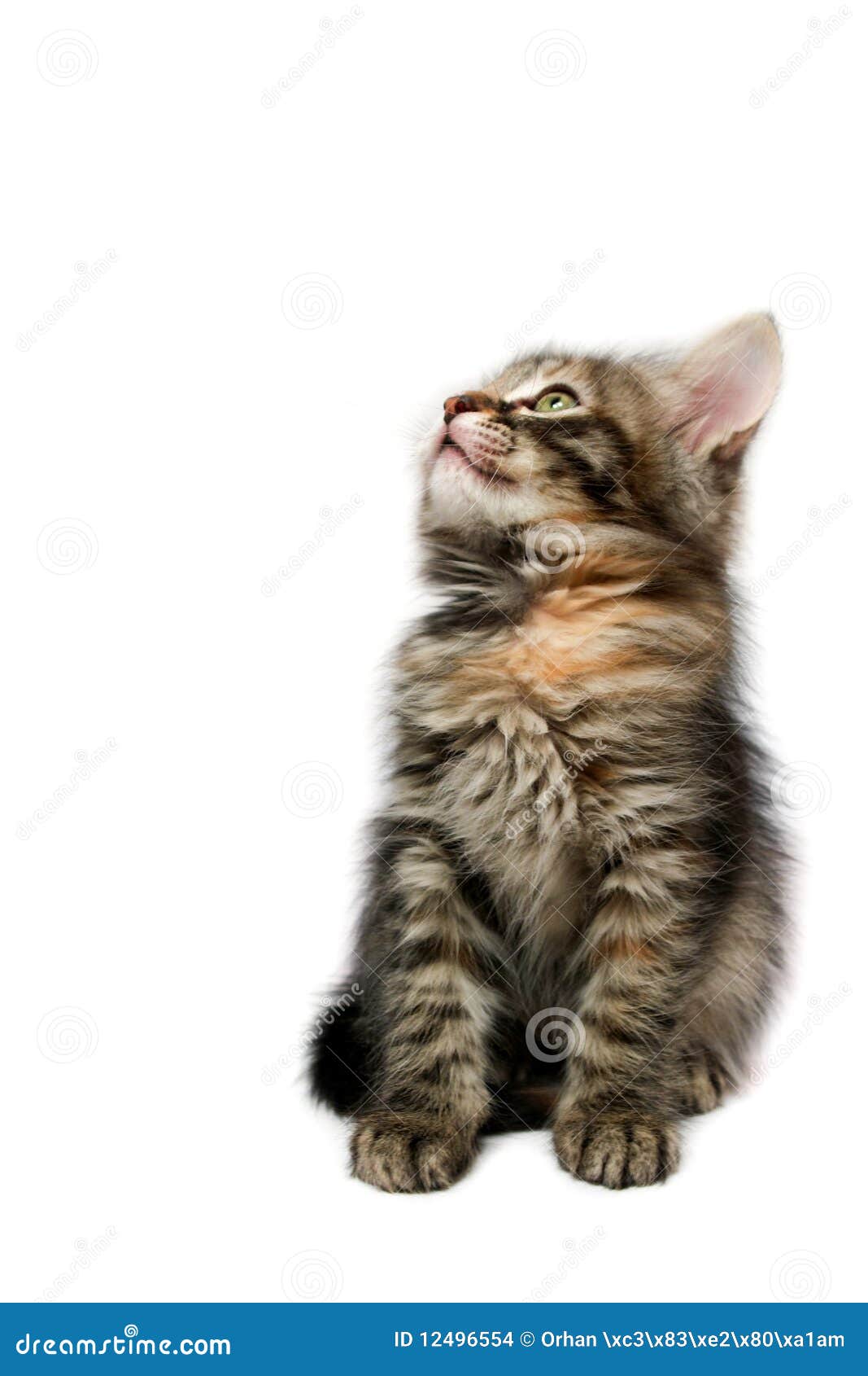 Kitten - isolated on white stock photo. Image of expression - 12496554