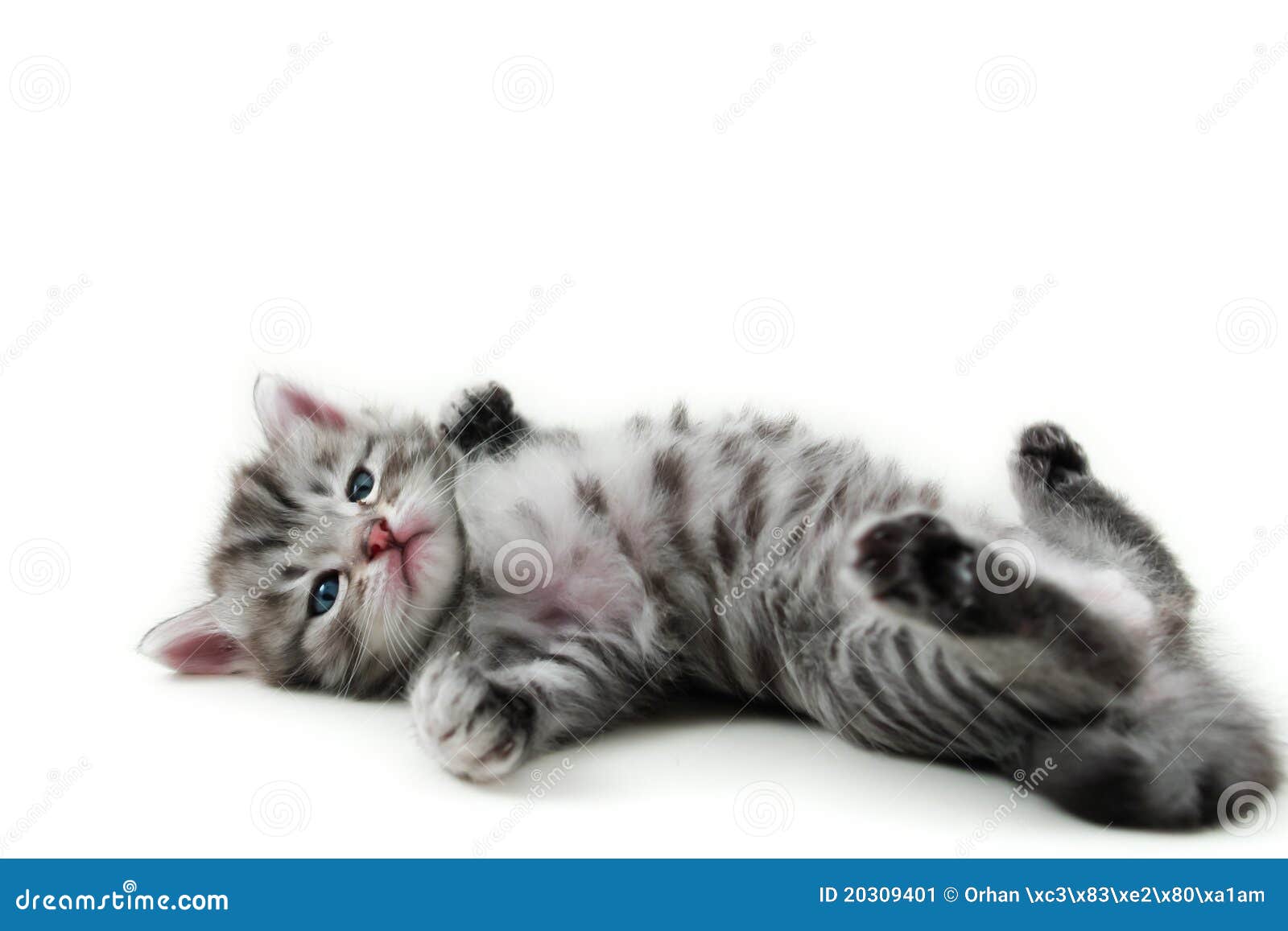 Kitten - isolated on white stock image. Image of beautiful - 20309401