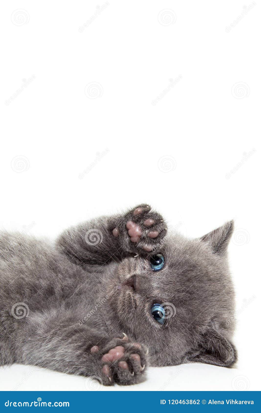 Kitten isolated on white. stock photo. Image of kitten - 120463862