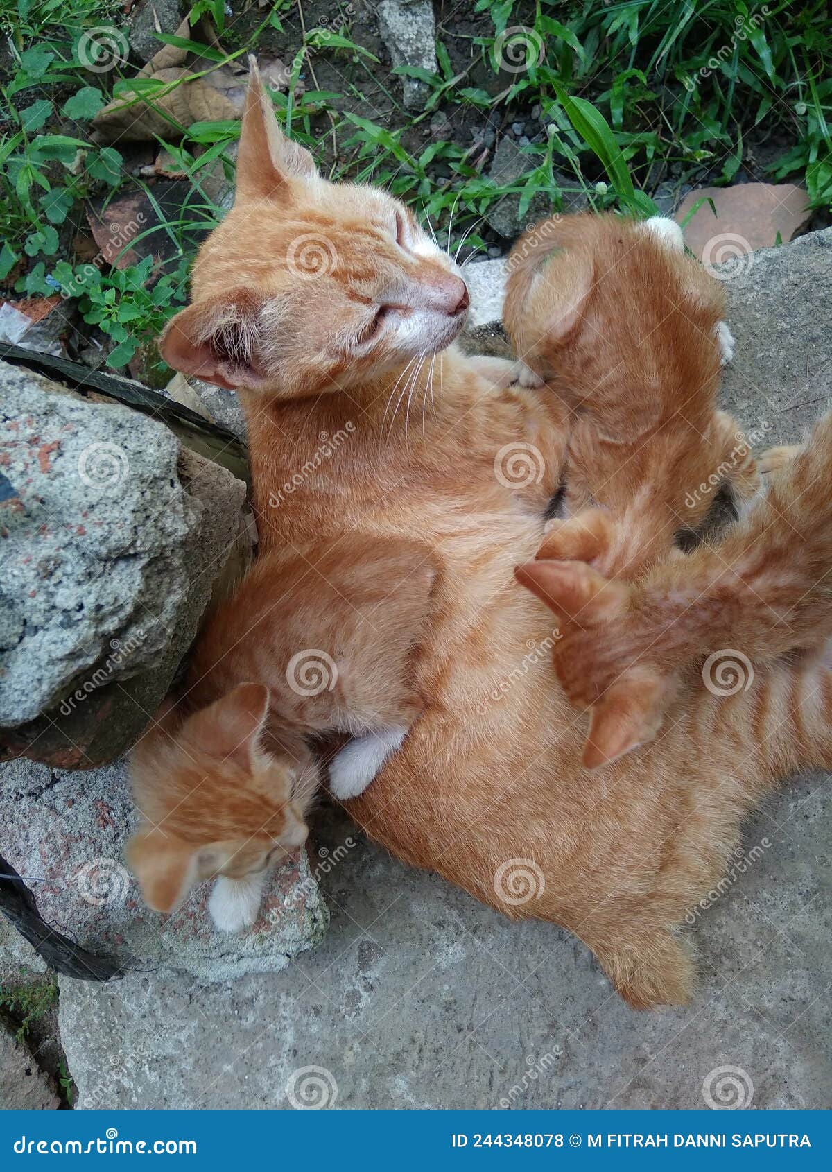 A kitten with its mother stock photo. Image of peta - 244348078