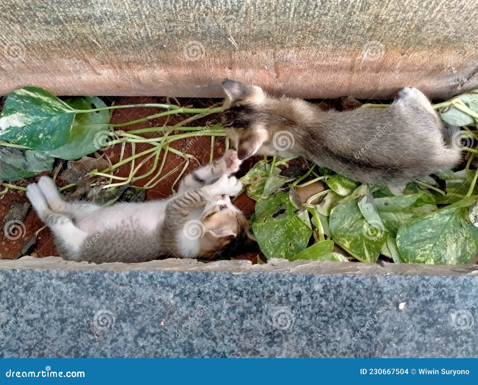 The Kitten is Joking with His Peers on the Natural Oark Stock Photo ...