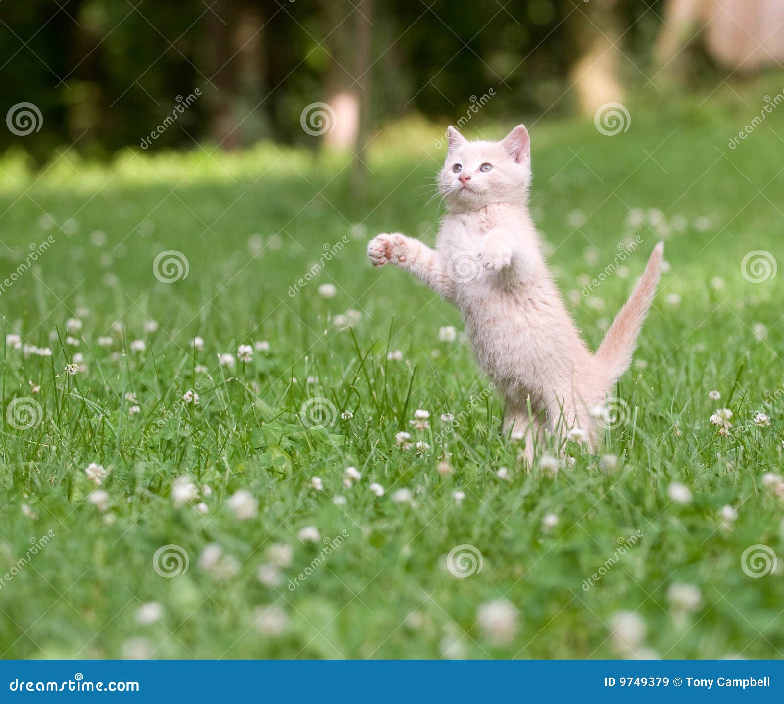 Kitten jumping and playing stock image. Image of animal - 9749379