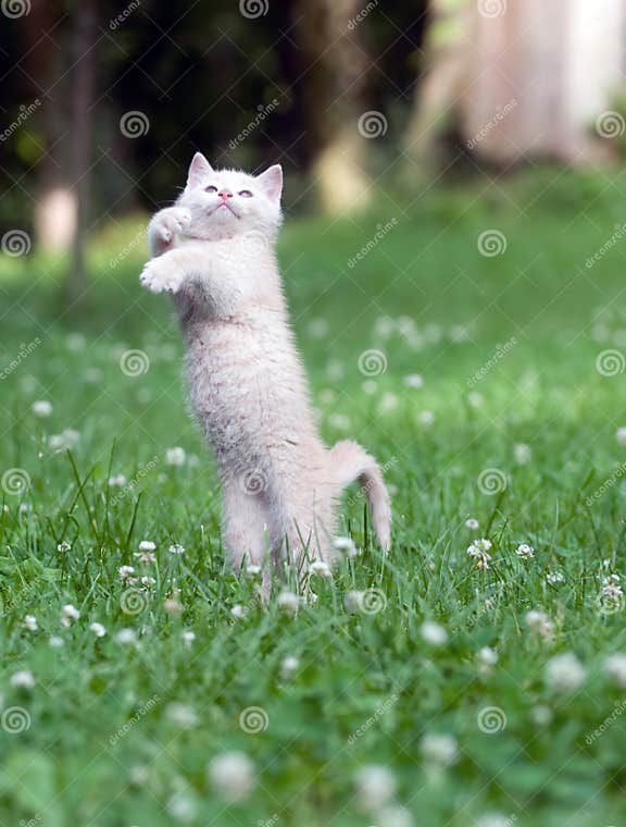 Kitten jumping and playing stock photo. Image of mammal - 9749380