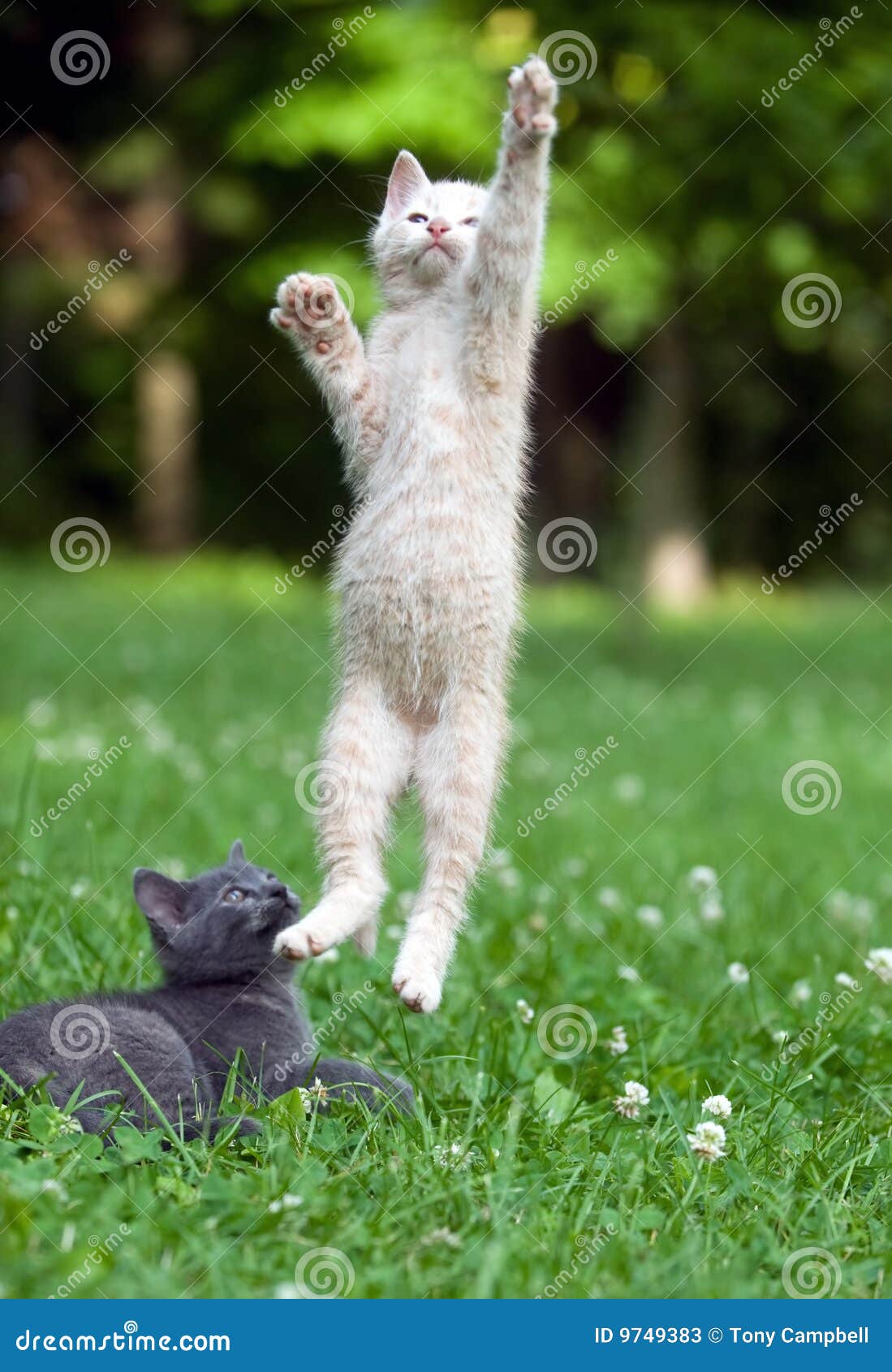 Kitten jumping and playing stock image. Image of meadow - 9749383