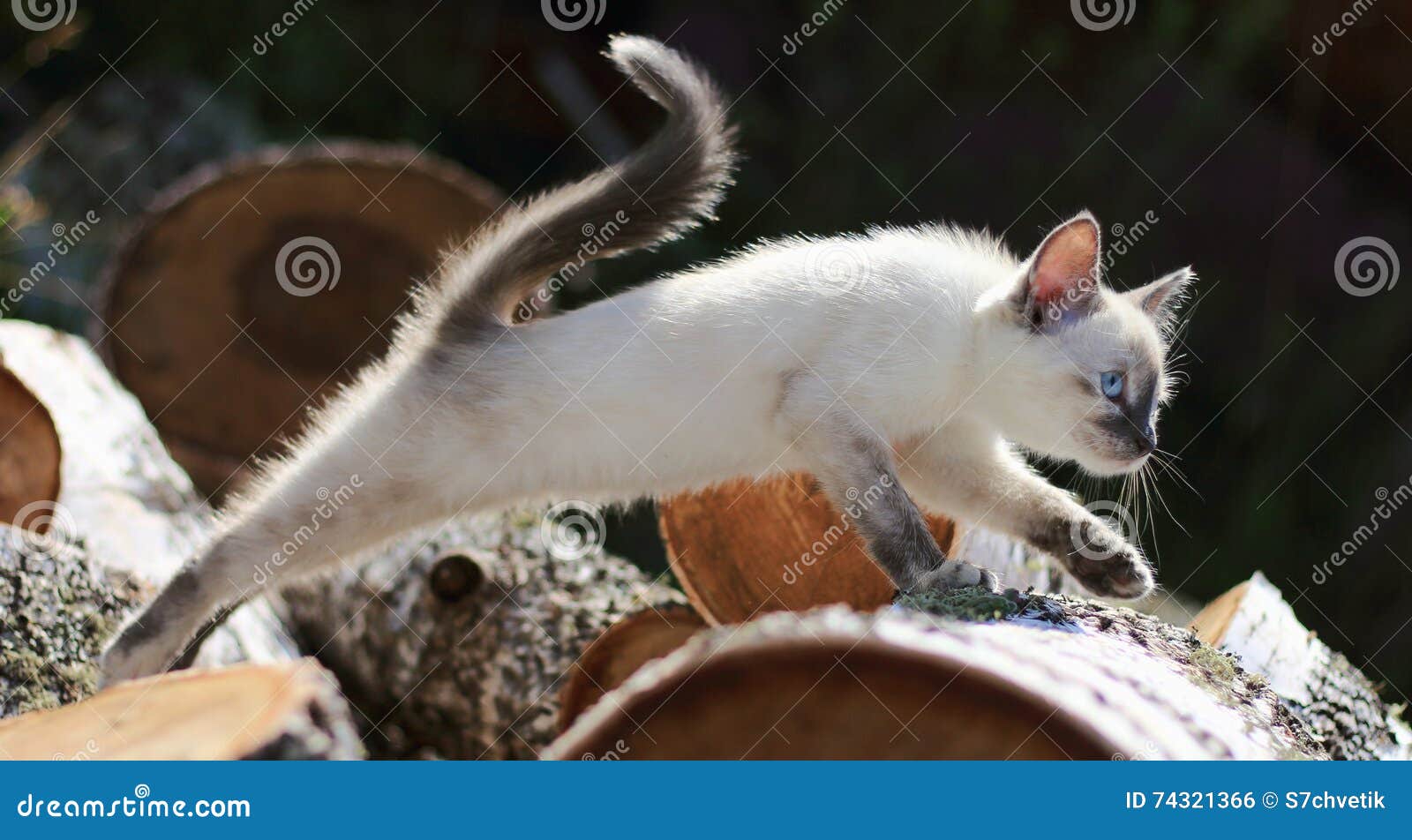 Kitten jumping stock photo. Image of kitten, summer, sneaking - 74321366