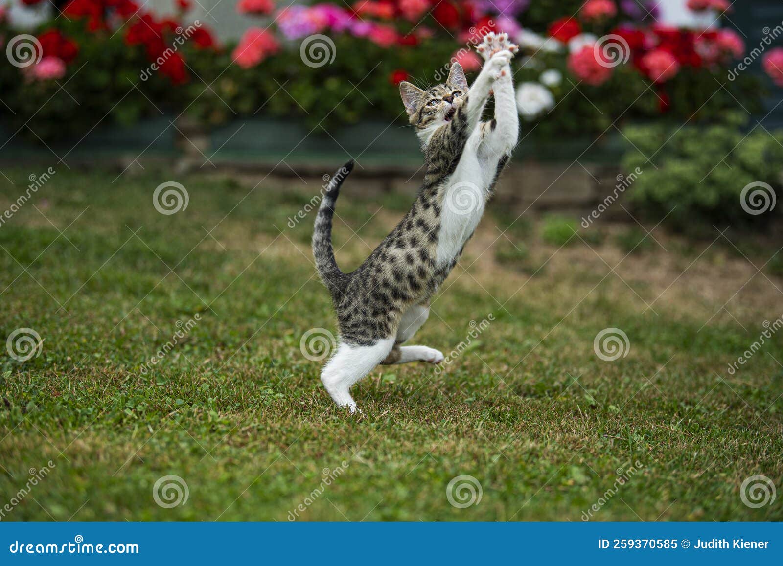 Kitten Jumps Up and Catches Something in the Air Stock Image - Image of ...