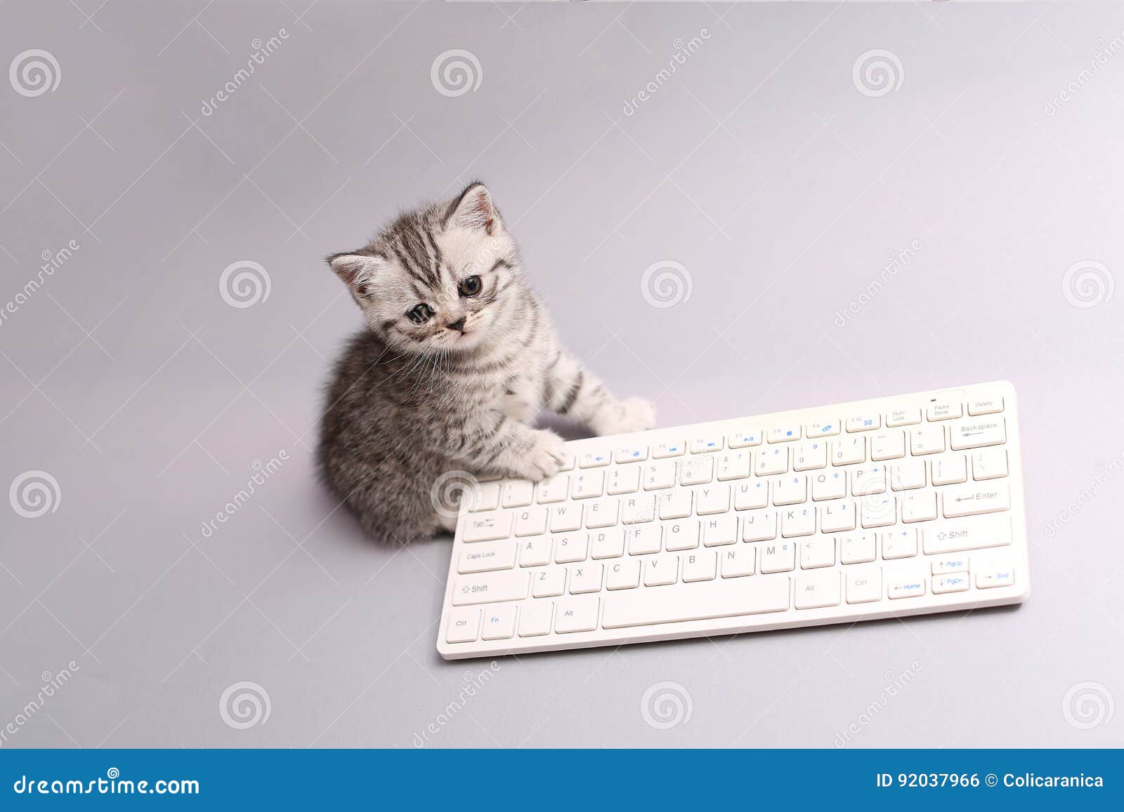 Kitten on a keyboard stock photo. Image of pets, black - 92037966