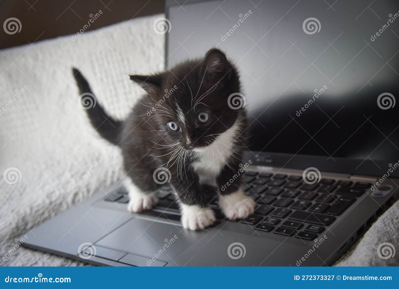 Kitten on keyboard stock image. Image of furry, weaned - 272373327