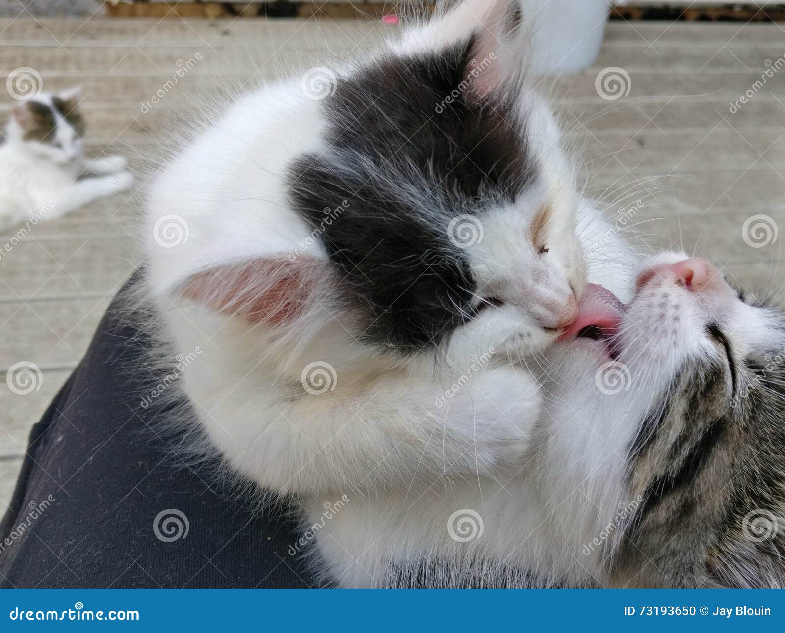 Kitten Kisses stock photo. Image of cats, kitten, love - 73193650