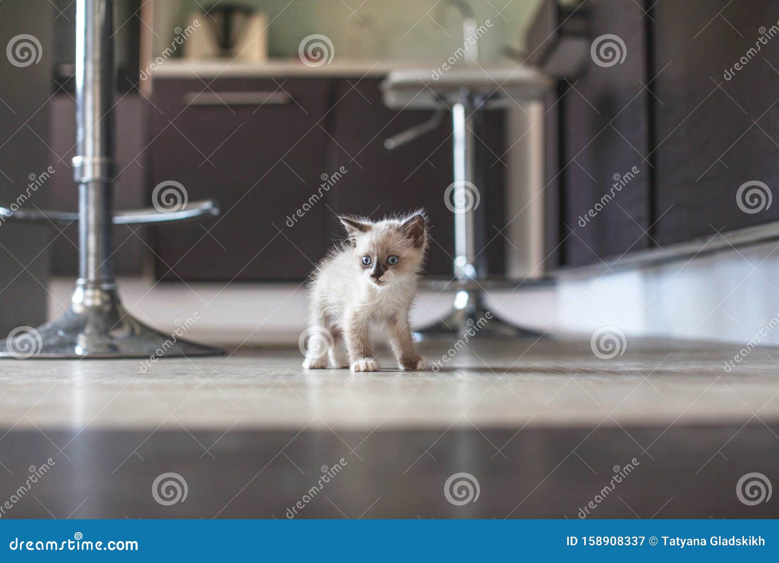 Kitten in the kitchen stock image. Image of kitten, small - 158908337