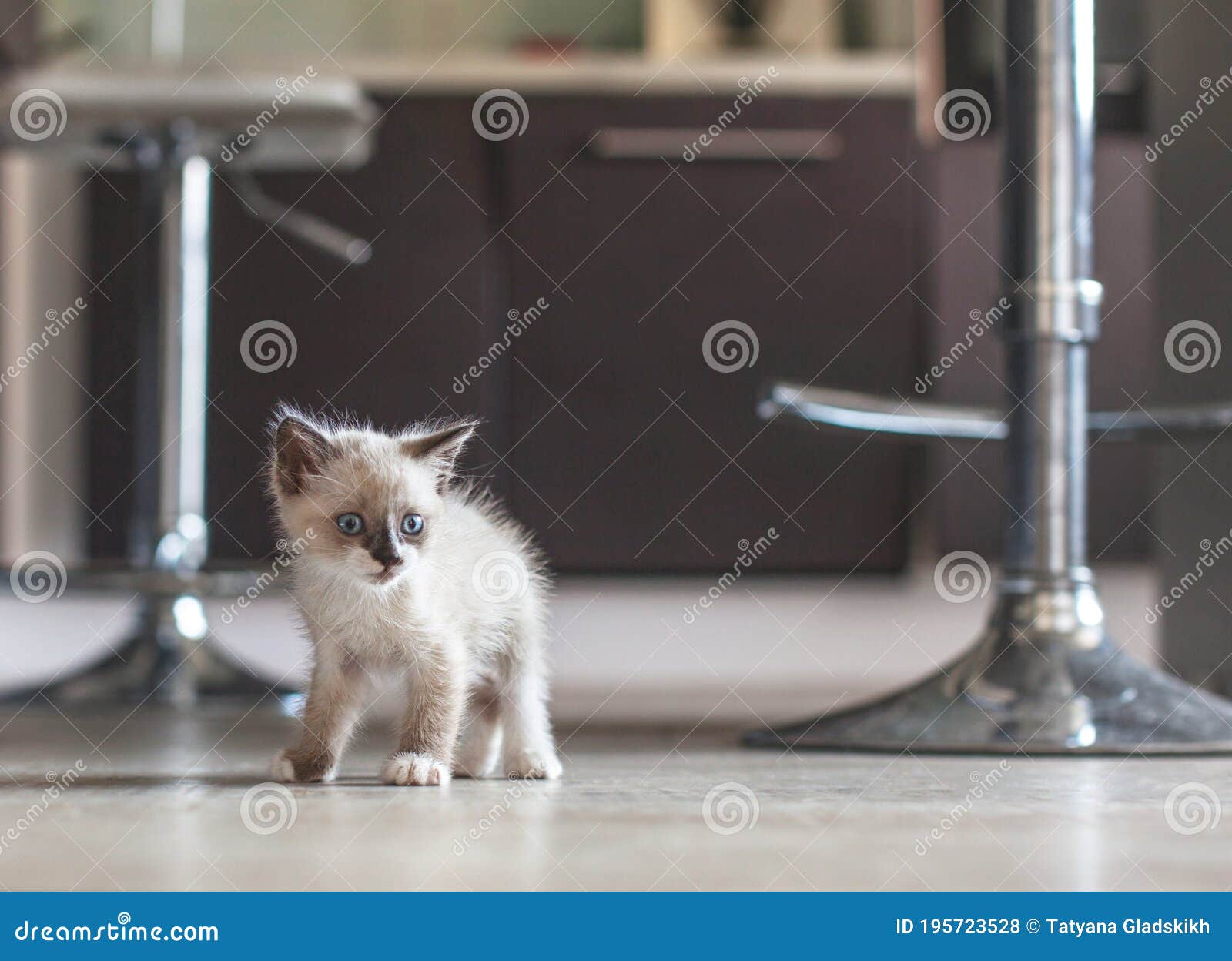 Kitten in the kitchen stock photo. Image of cozy, little - 195723528