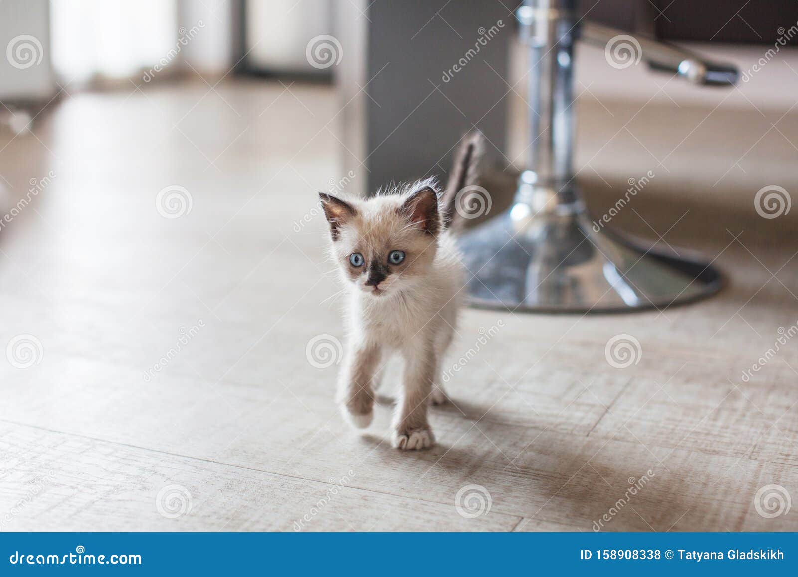 Kitten in the kitchen stock photo. Image of animals - 158908338