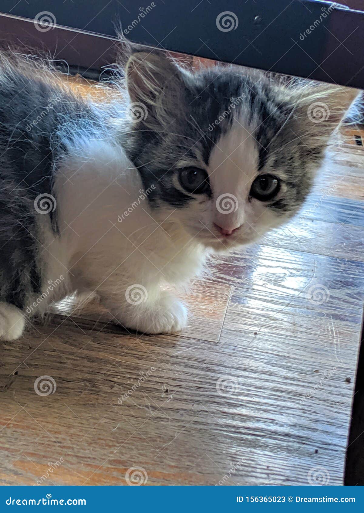 Kitten stock image. Image of small, cute, soft, kitten - 156365023