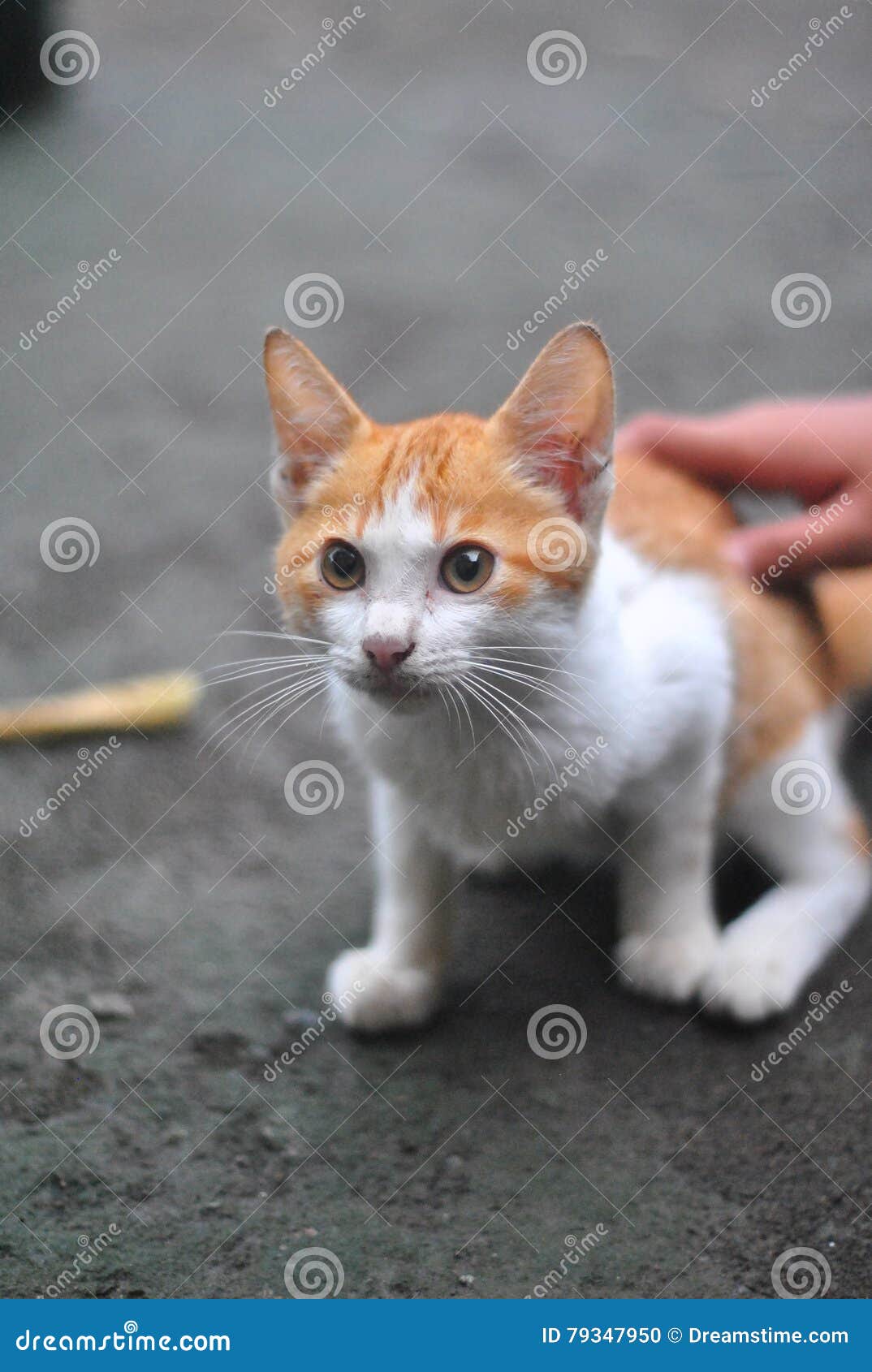 Kitten stock photo. Image of food, cats, animals, animal - 79347950