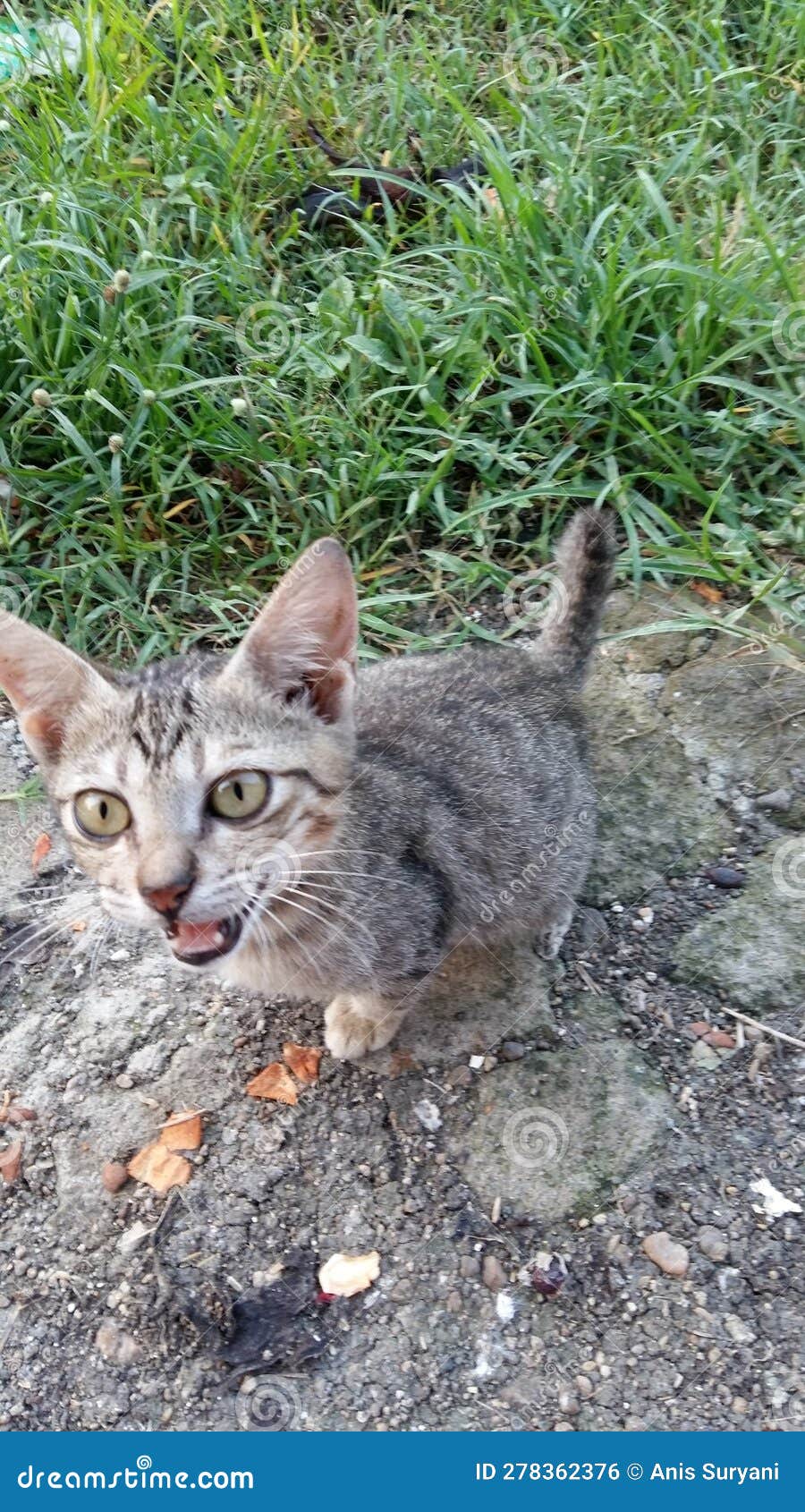 A kitten on the land stock photo. Image of kitten, cute - 278362376