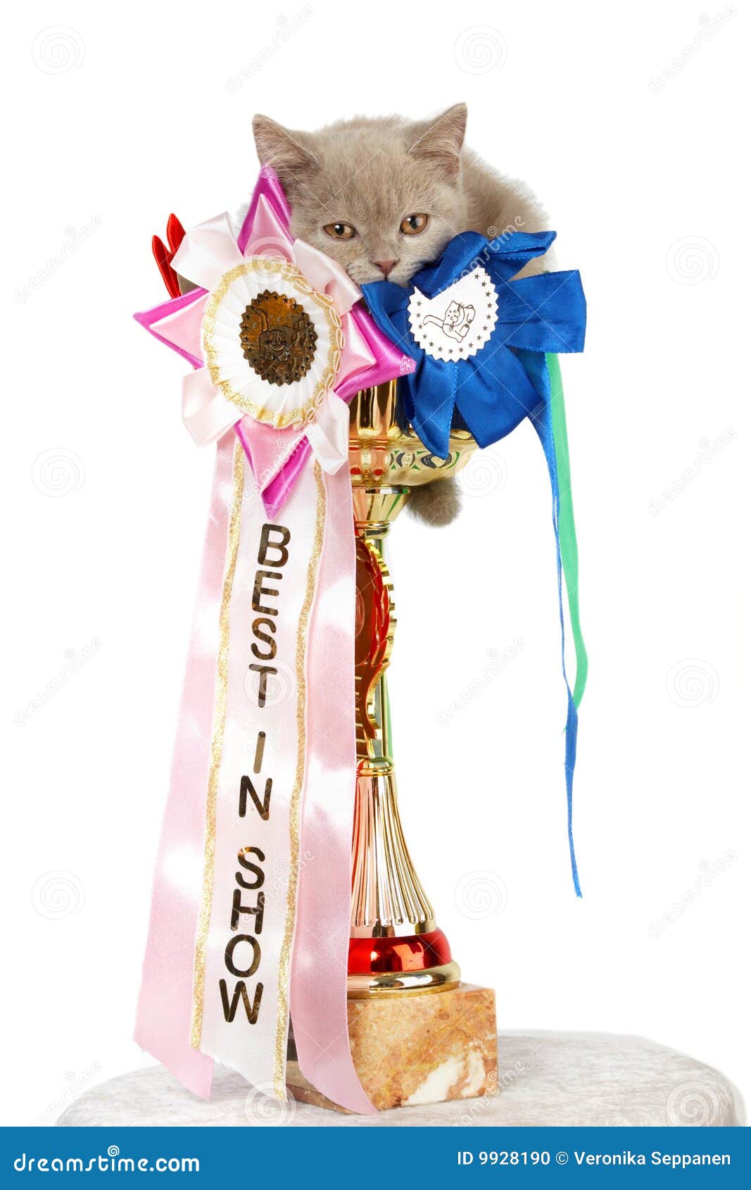 Kitten in a Large Golden Trophy Stock Photo - Image of domestic, gold ...