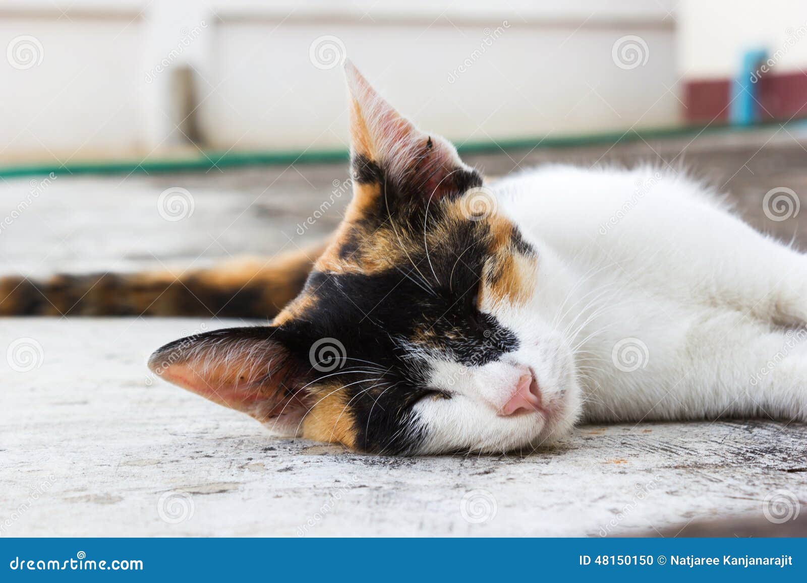 Kitten Laying Down on a Floor. Stock Photo - Image of sleeping, room ...