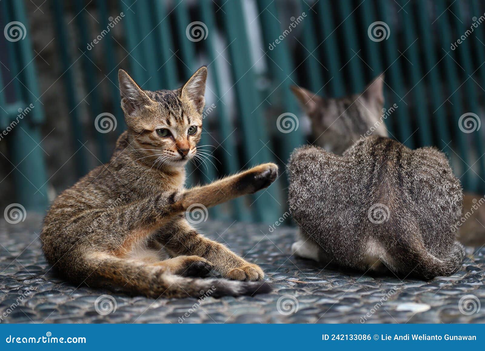 A Kitten Laying Down and Lifting Its Leg Stock Photo - Image of animal ...