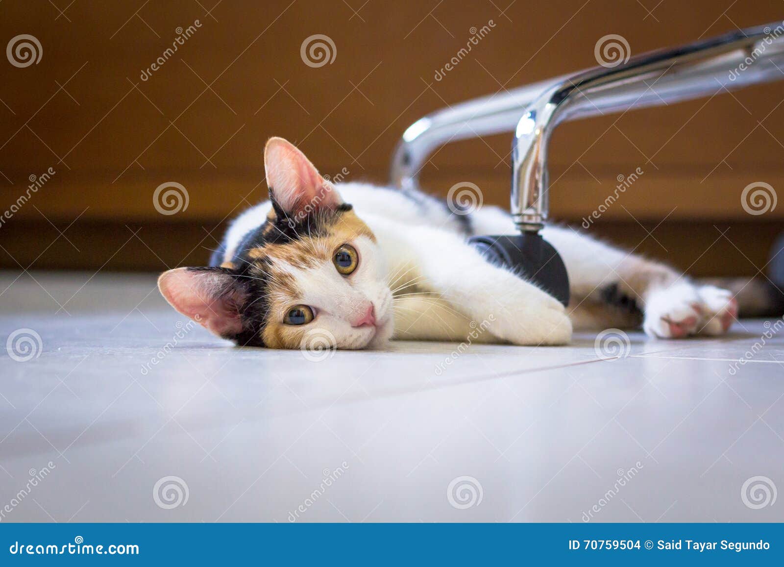 Kitten laying on floor stock photo. Image of room, space - 70759504