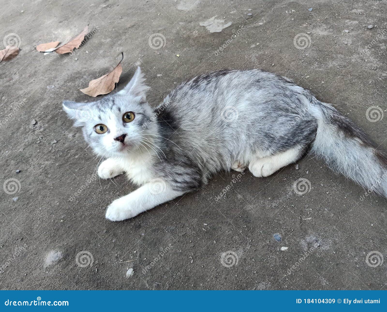 A Kitten Laying in the Ground Stock Image - Image of adorable, fluffy ...