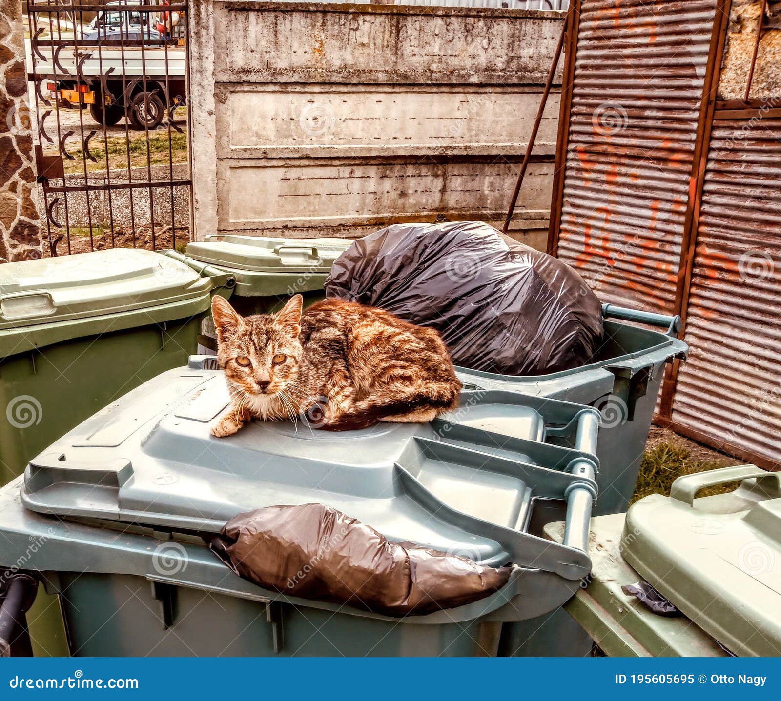 Kitten life stock image. Image of animal, trash, kitten - 195605695