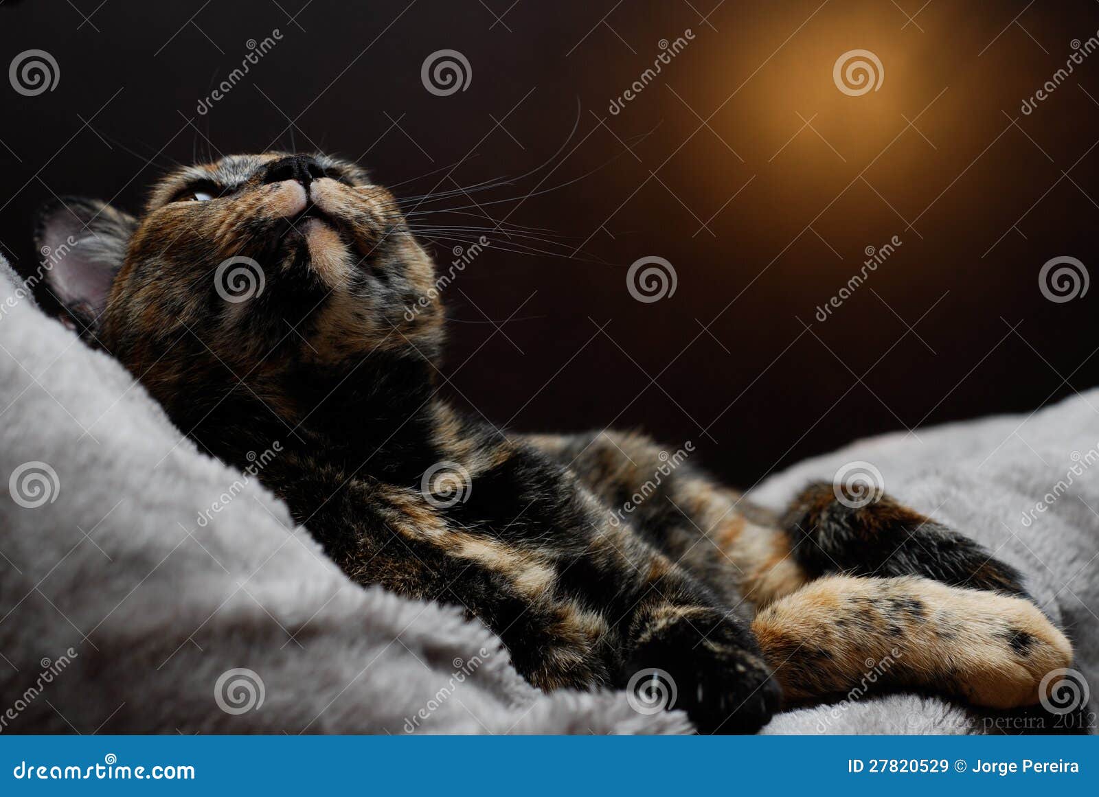 Kitten and light stock image. Image of love, embrace - 27820529