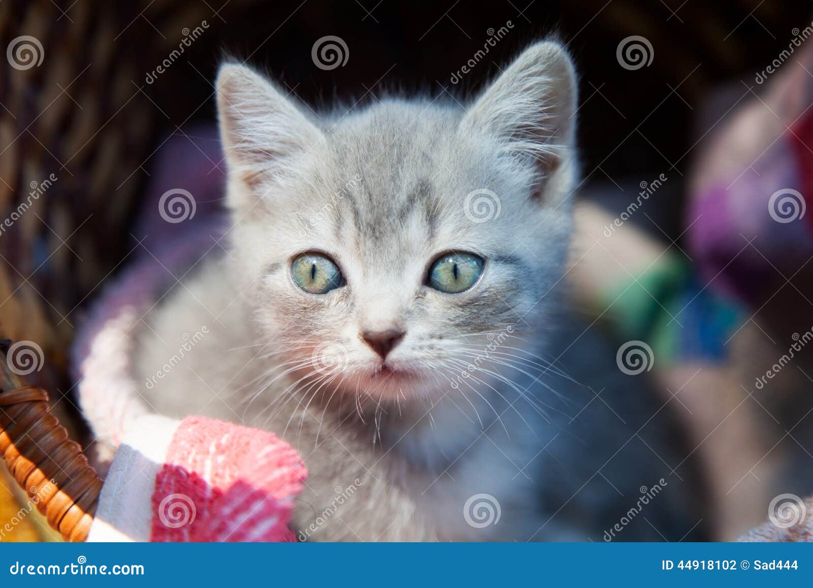 Kitten stock photo. Image of nature, beauty, cats, gray - 44918102
