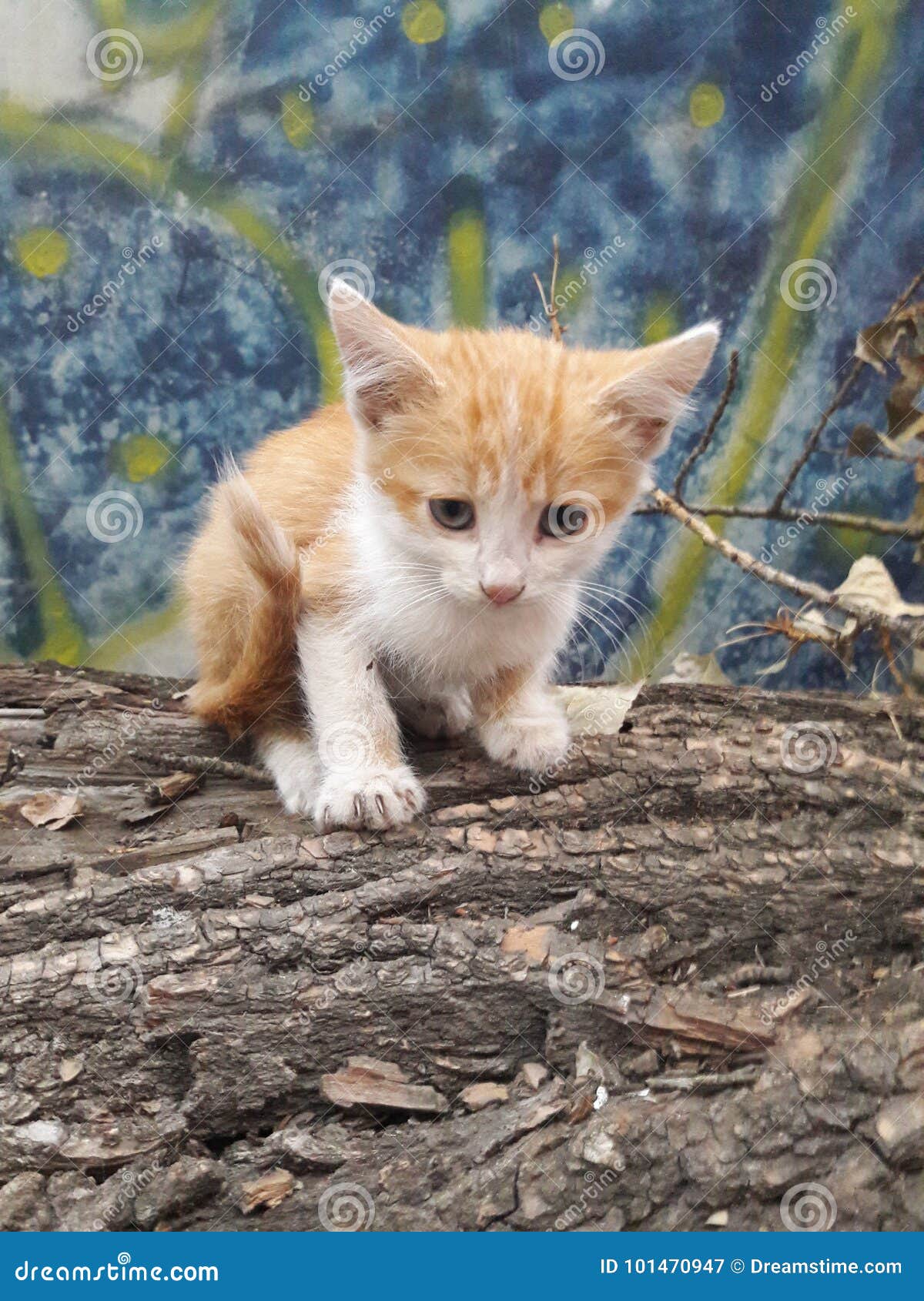 Kitten stock image. Image of brown, kitten, street, nature - 101470947