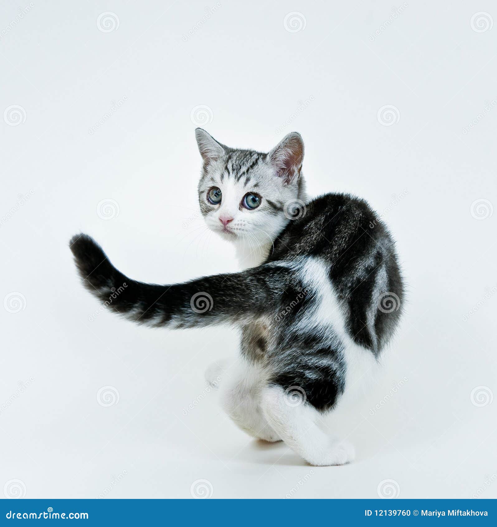 Kitten look back stock photo. Image of isolated, kitten - 12139760