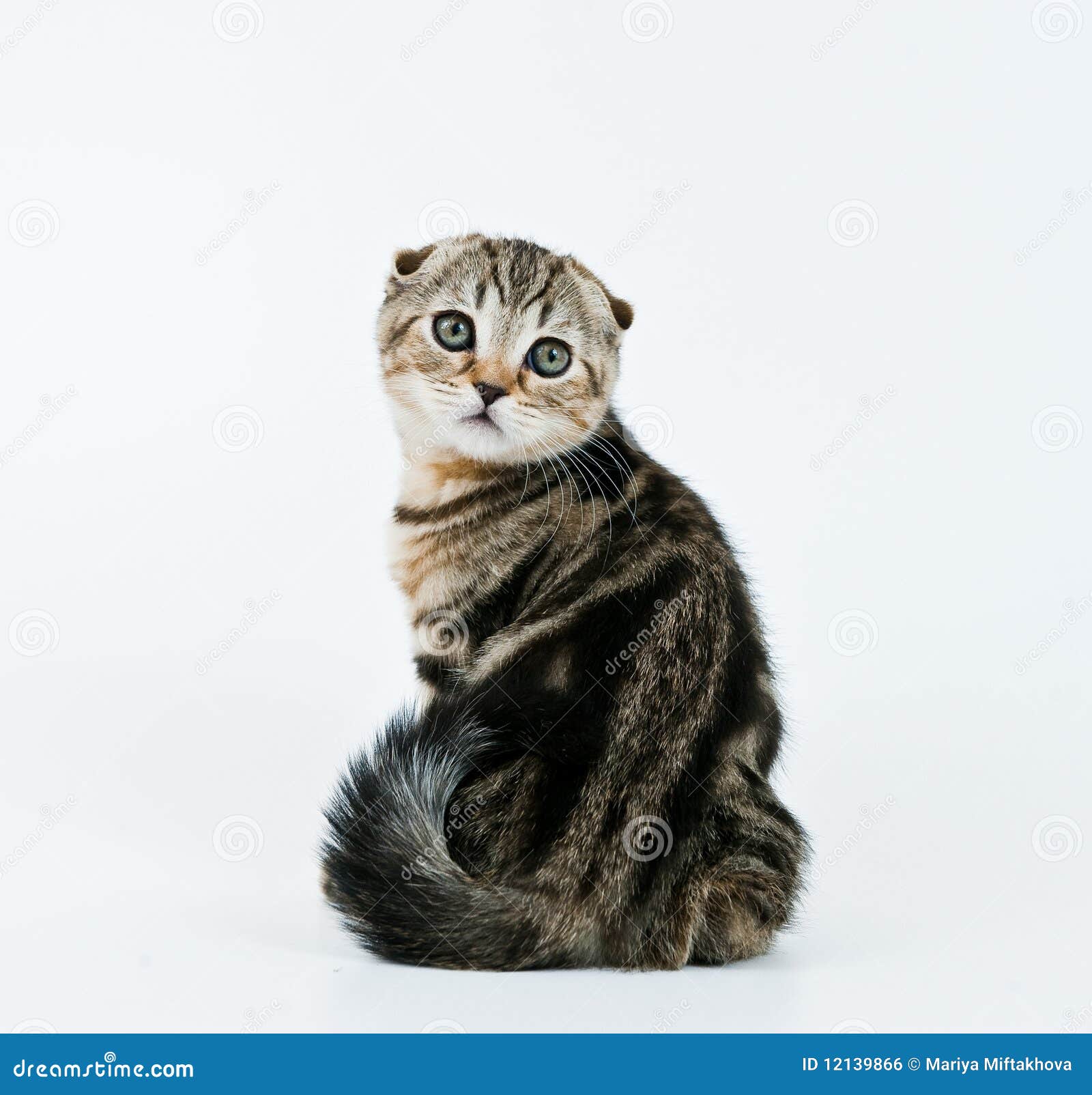 Kitten look back stock photo. Image of backs, pets, sitting - 12139866