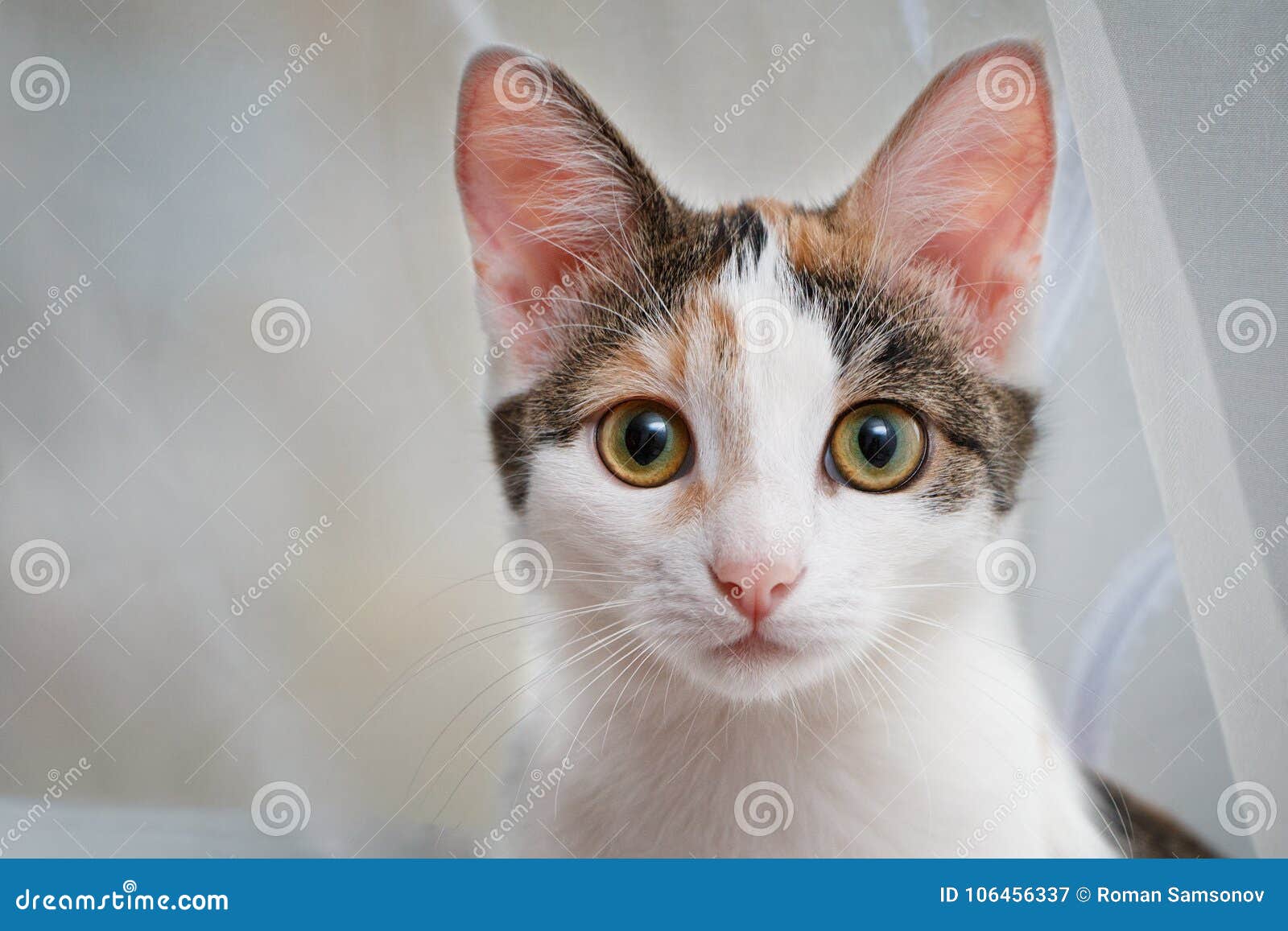 Kitten Looking at the Camera Stock Image - Image of white, adorable ...