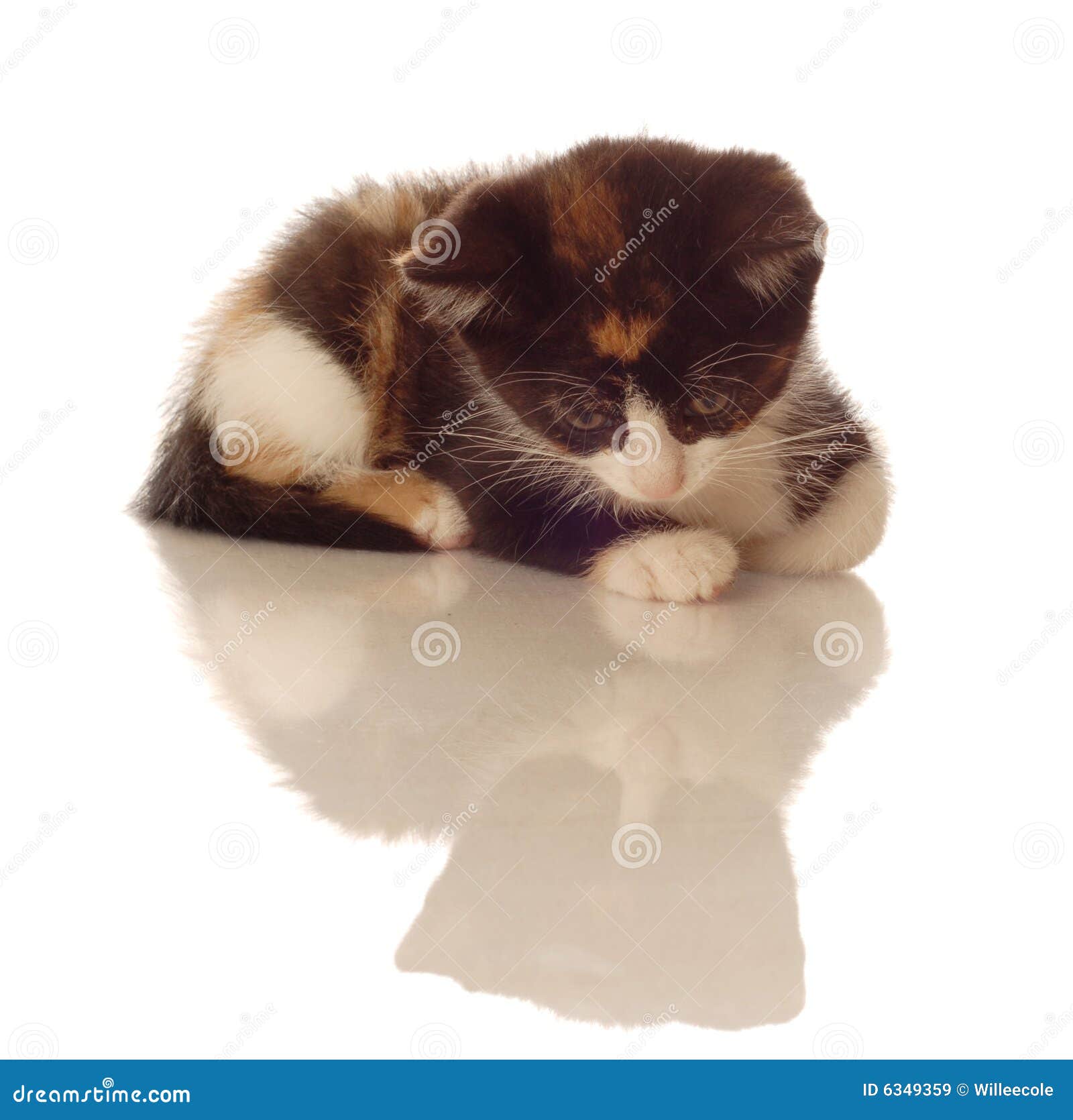 Kitten Looking at Reflection Stock Image - Image of pounce, portrait ...