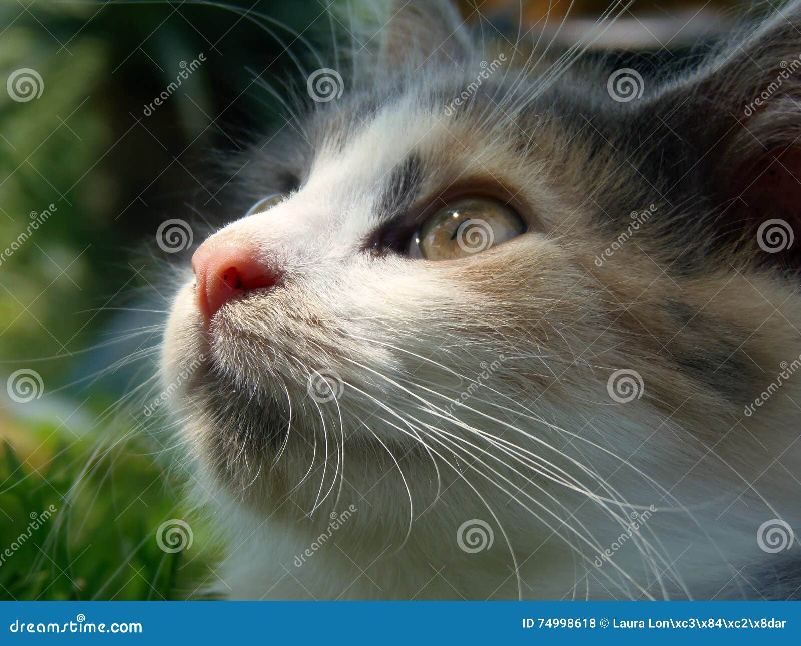 Kitten Looking at the Sky stock photo. Image of feline - 74998618