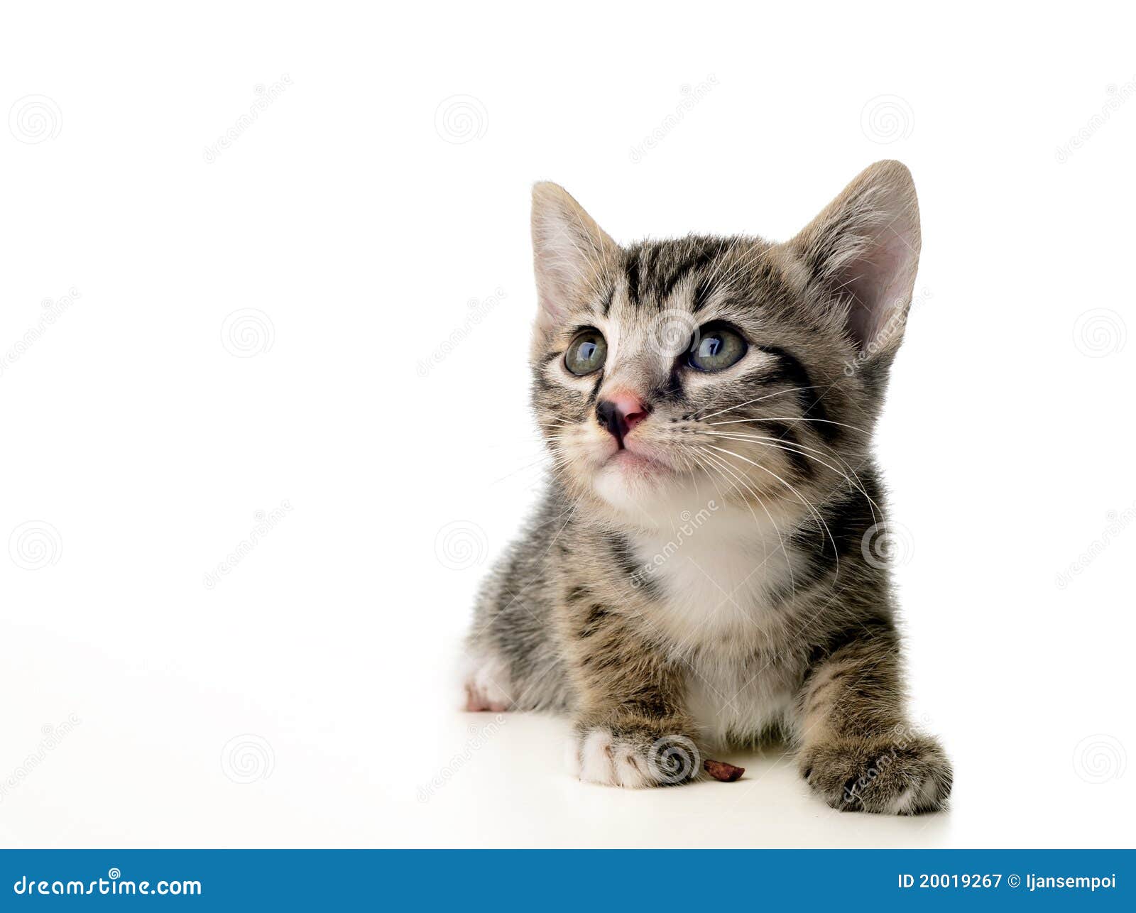 Kitten looking up stock image. Image of looking, isolated - 20019267