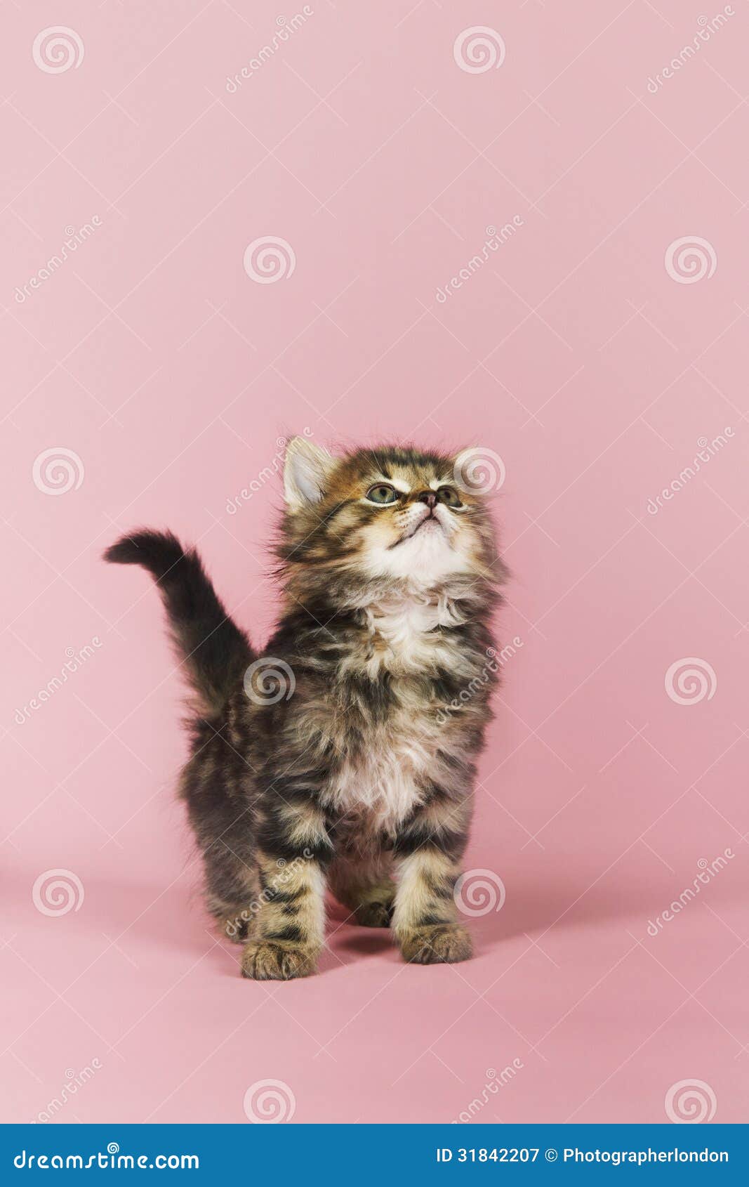 Kitten Looking Up stock afbeelding. Image of huisdier - 31842207