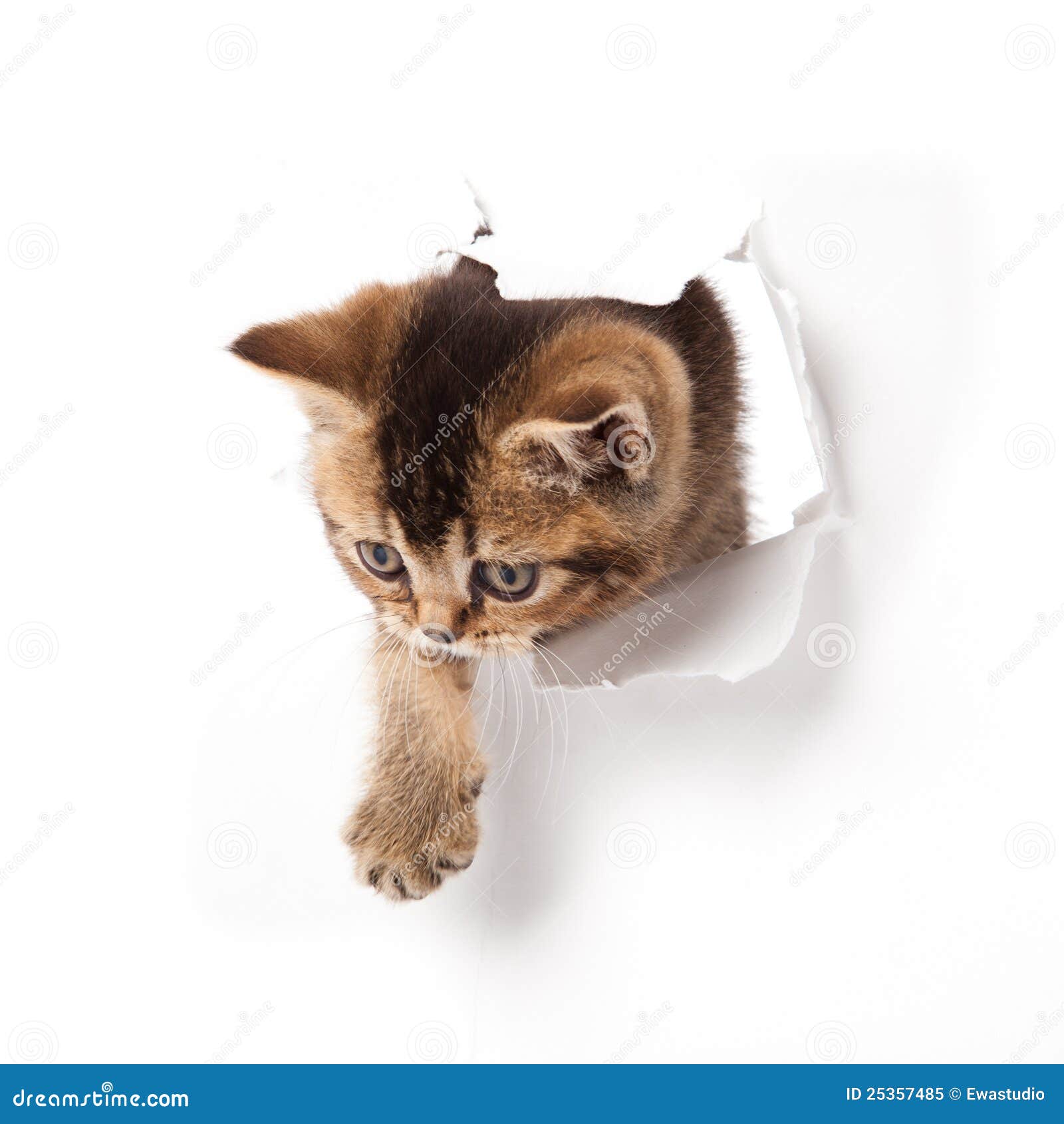 Kitten Looking Up in Paper. Stock Image - Image of purebred, play: 25357485