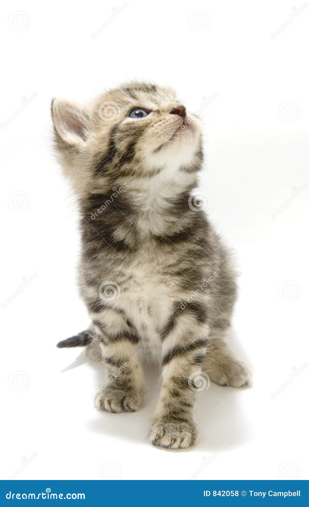 Kitten Looking Up on White Background Stock Photo - Image of stripes ...