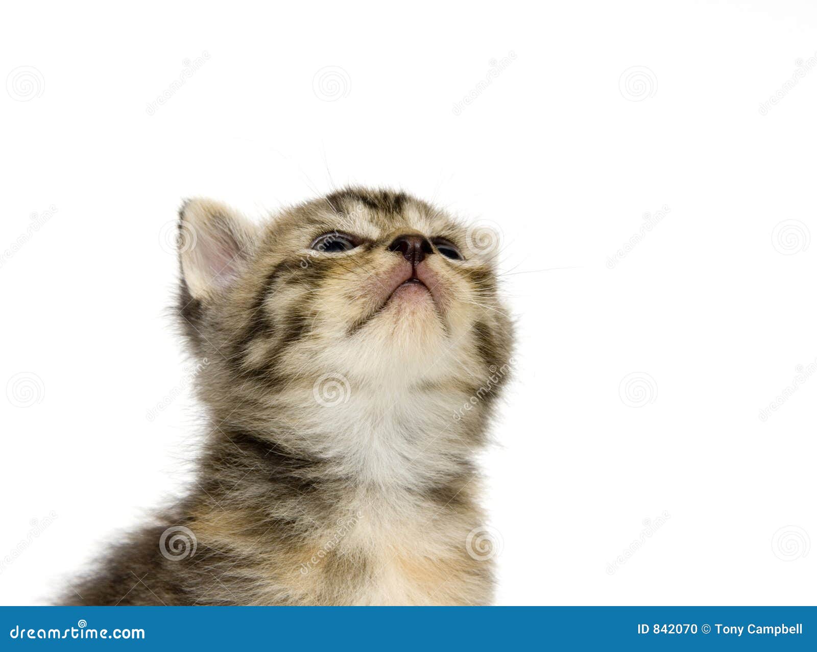 Kitten Looking Up on White Background Stock Photo - Image of child ...