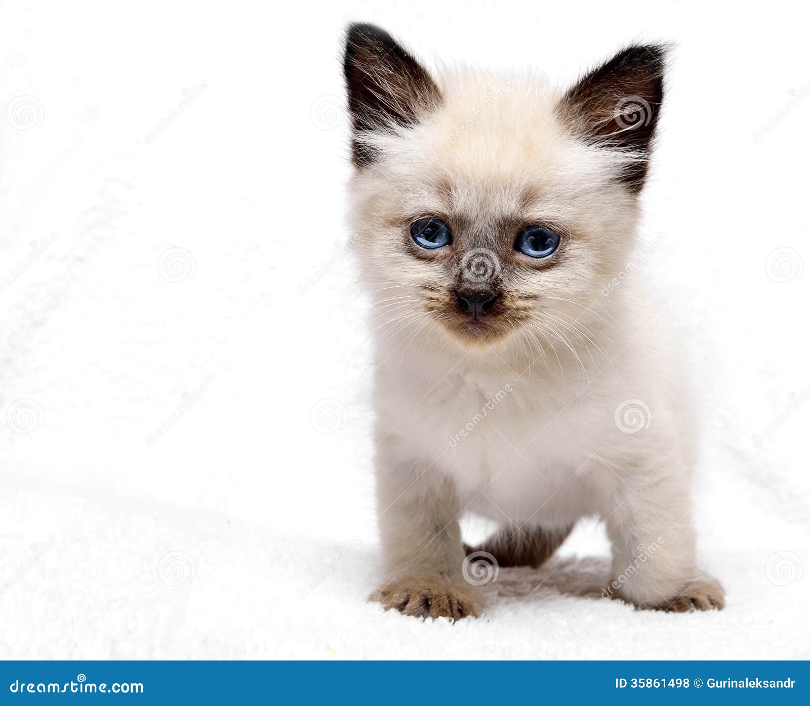 Kitten looks stock photo. Image of studio, cute, vertebrate - 35861498