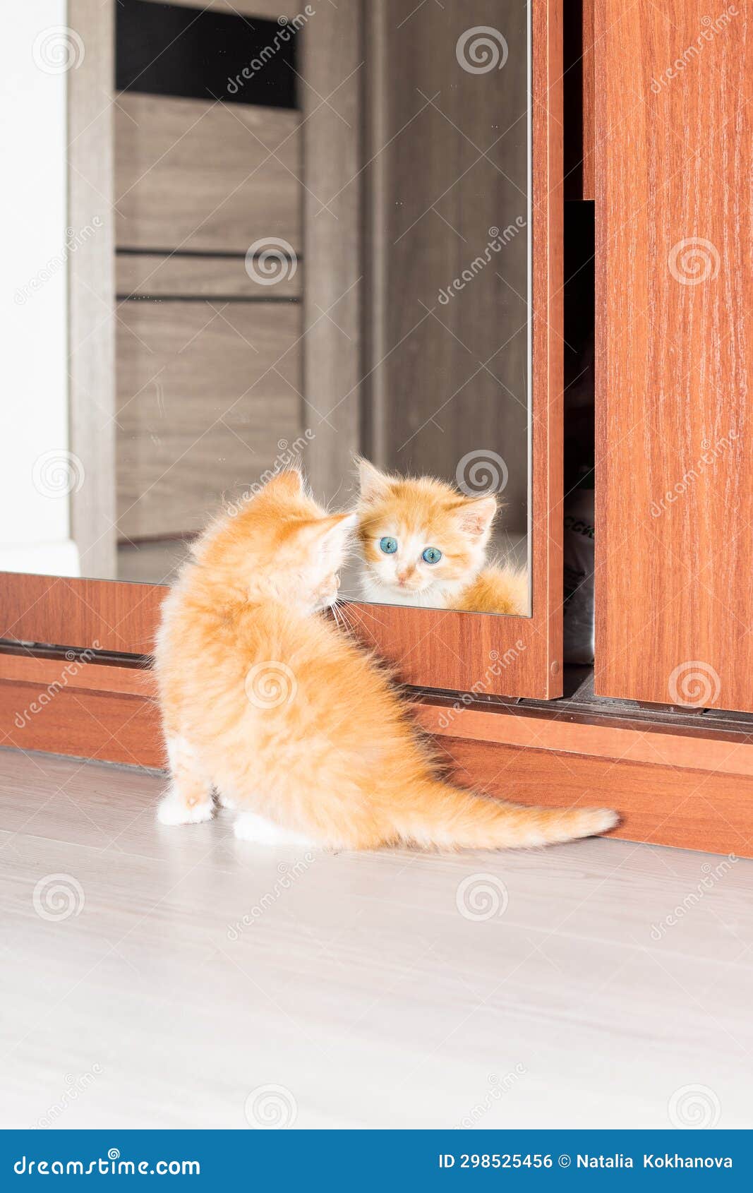 The Kitten Looks at Its Reflection in the Mirror. Cute Pets Stock Photo ...