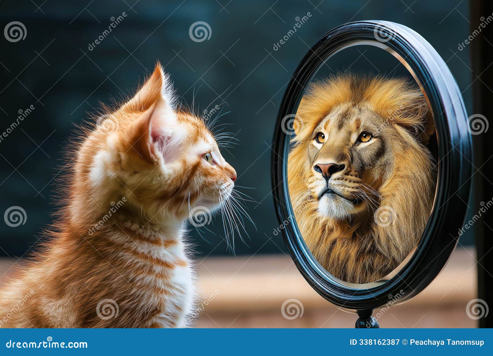 A Kitten Looks At A Mirror, Seeing A Male Lion Reflected Inside ...