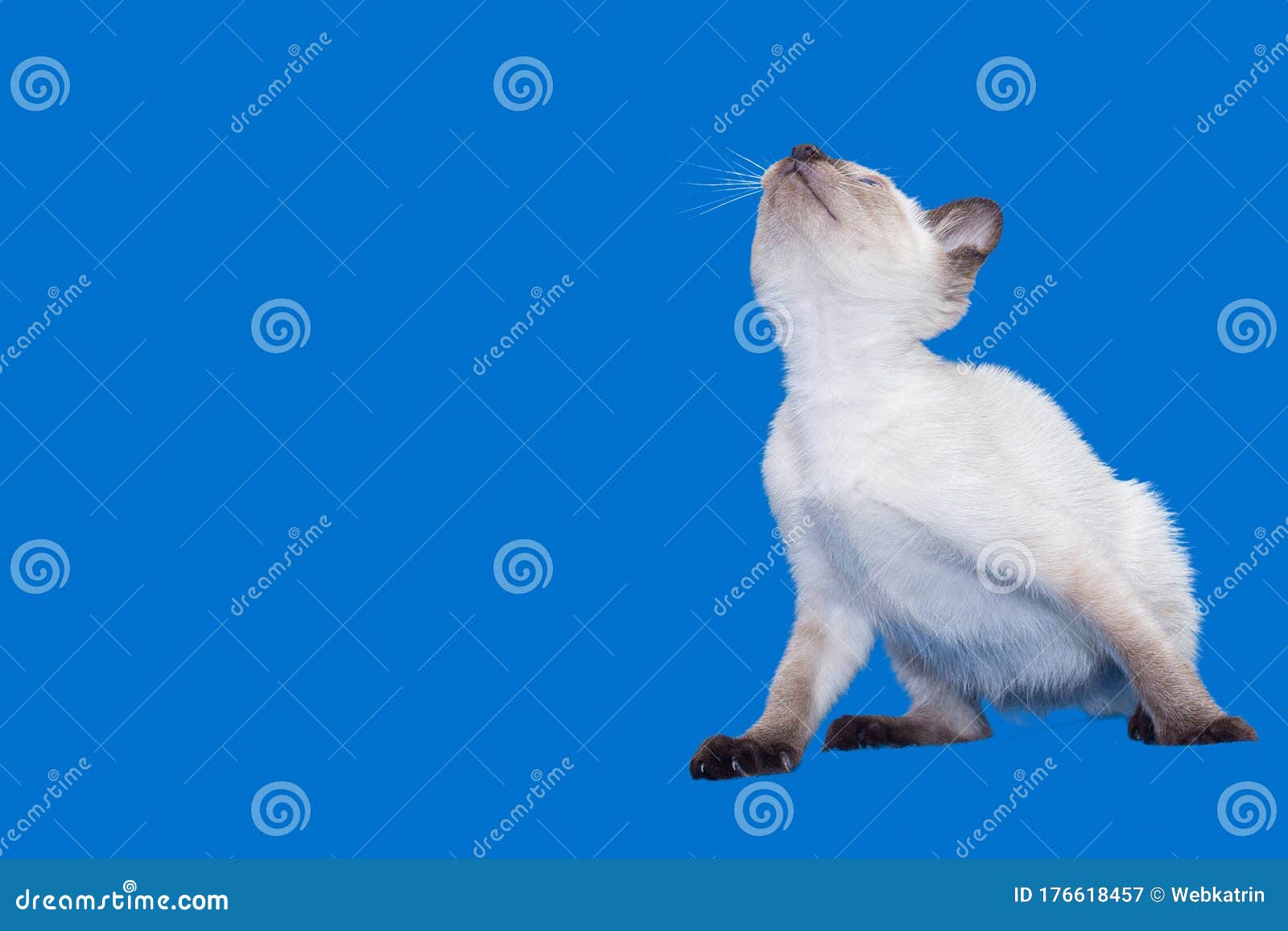 The Kitten Looks Up Crouching on the Bent Paws Stock Image - Image of ...