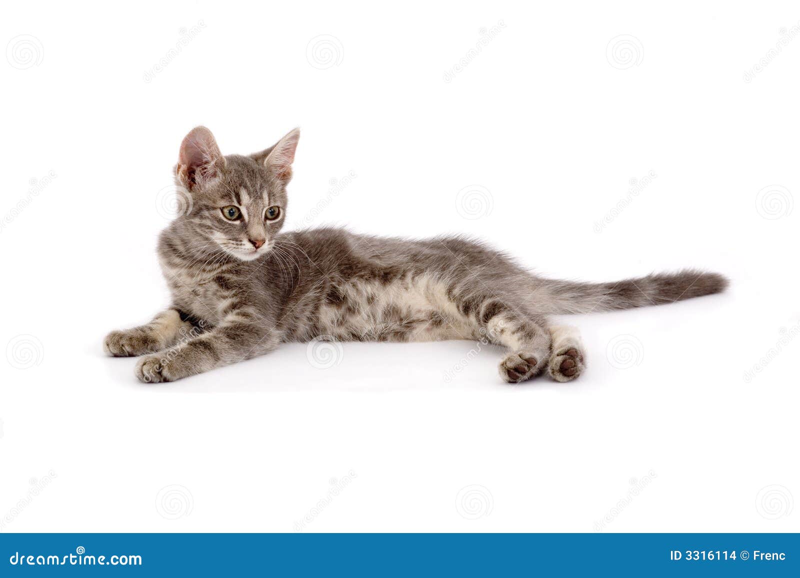 Kitten lying down stock photo. Image of young, grey, short - 3316114