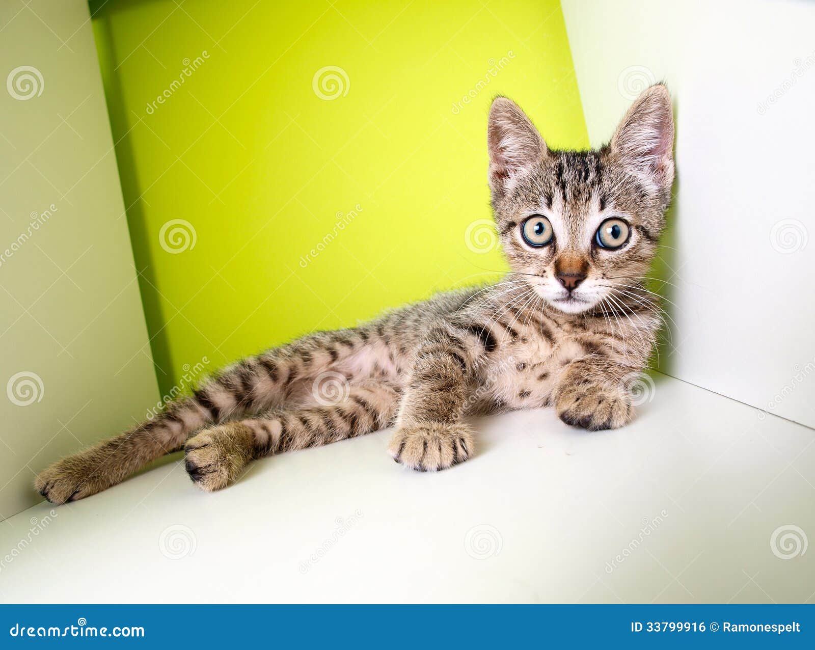 Kitten lying stock photo. Image of small, pretty, indoors - 33799916