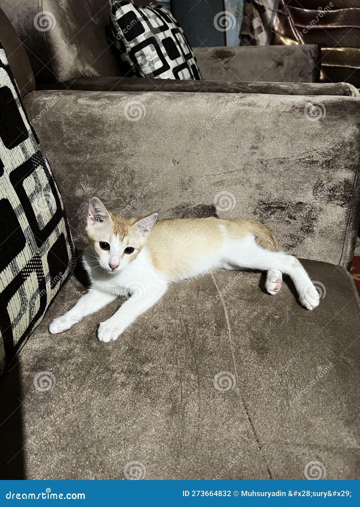 Kitten lying down stock photo. Image of stylish, couch - 273664832