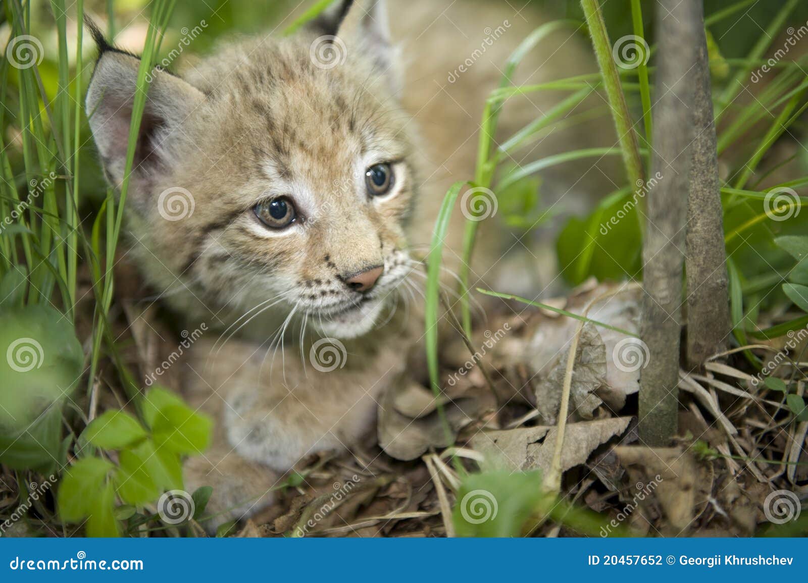 Kitten of lynx stock photo. Image of hissing, lynx, wildlife - 20457652