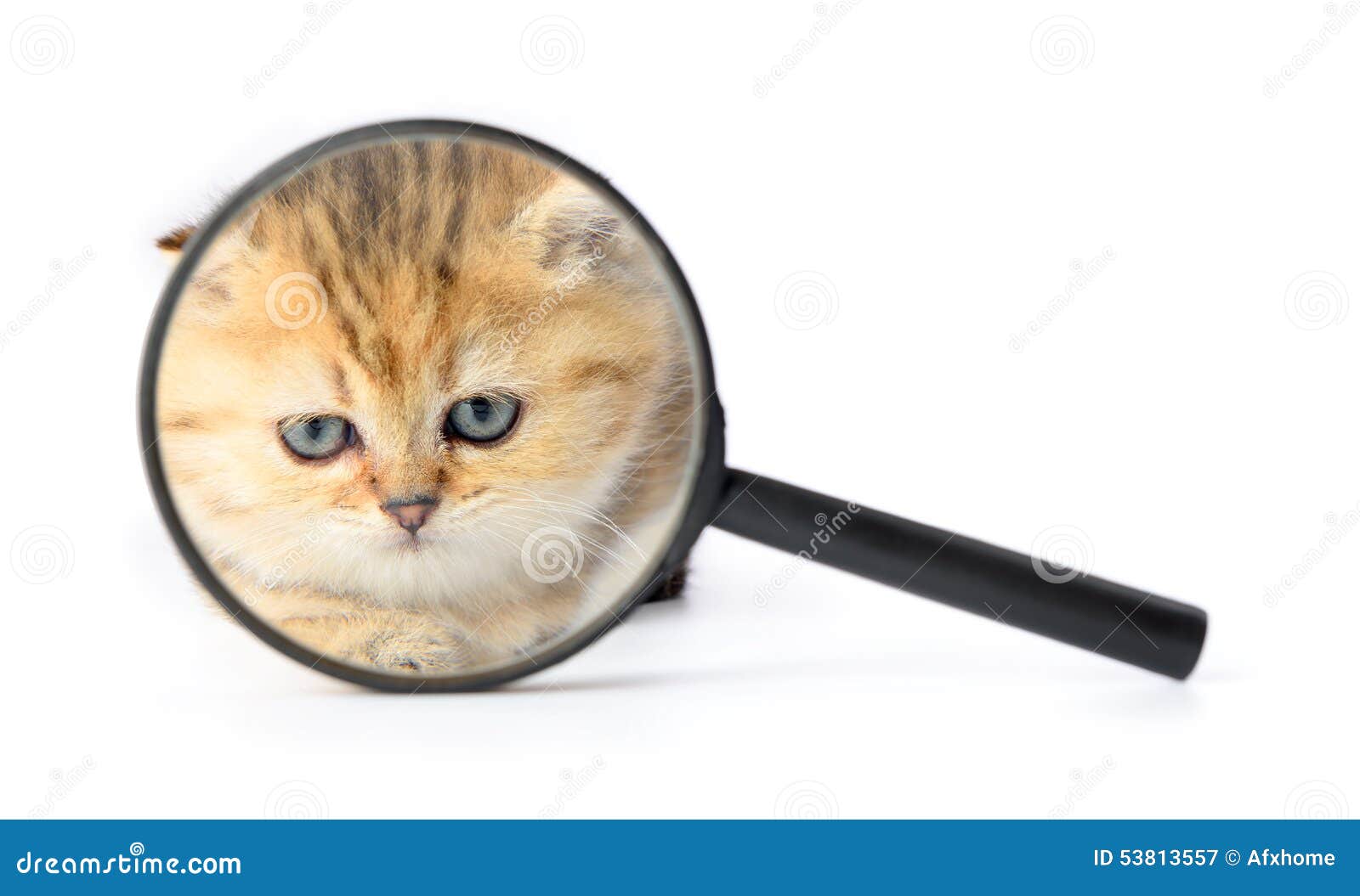 Kitten and a Magnifying Glass on White Background. Stock Image - Image ...